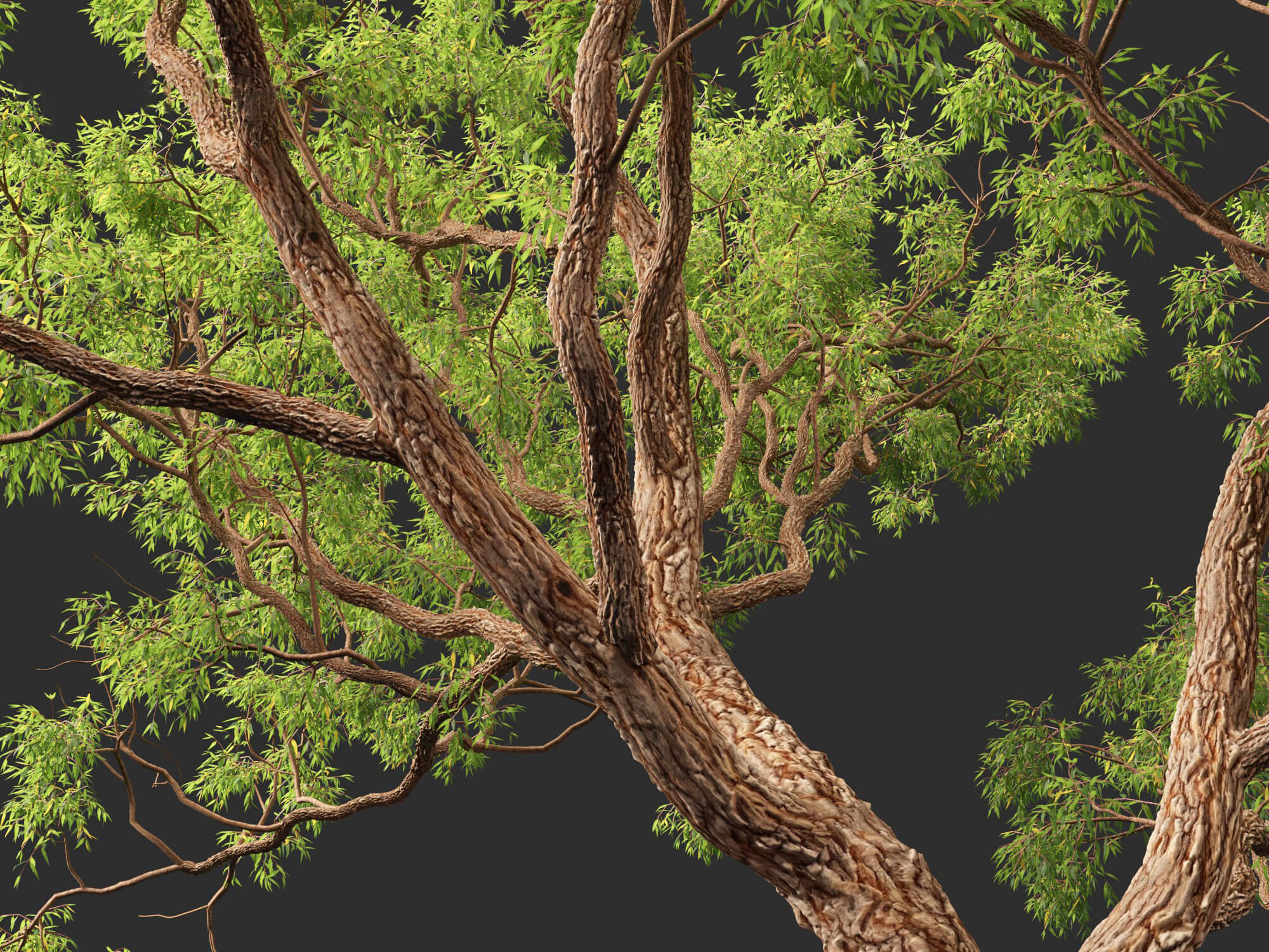 Corymbia Calophylla - Marri 3D Model by 3dgardenplants