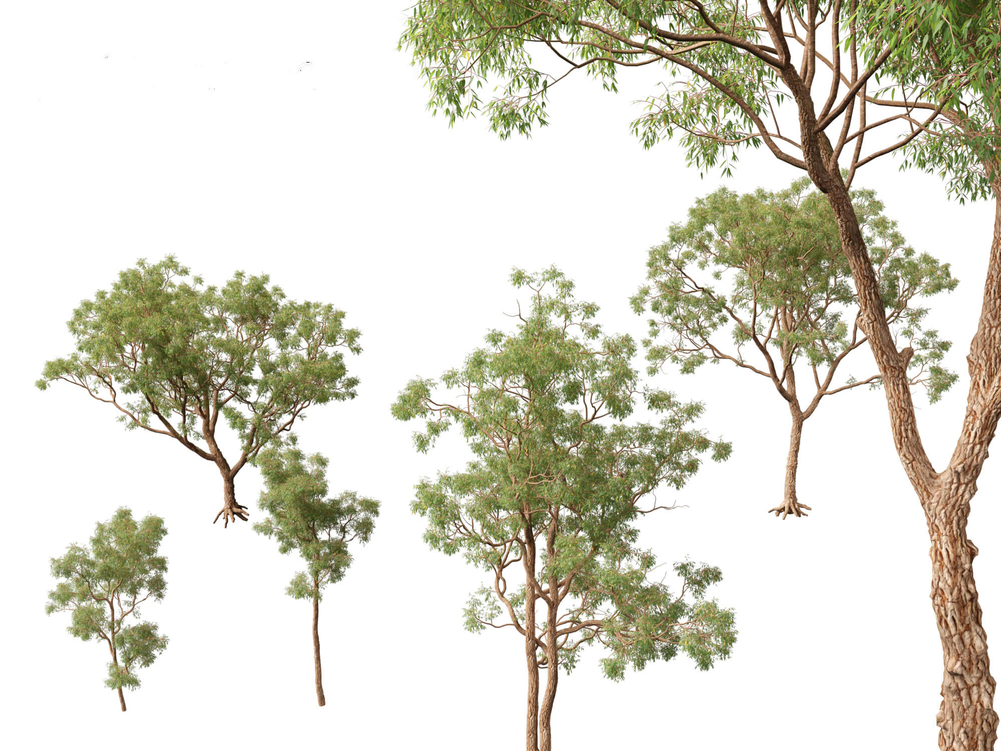Corymbia Calophylla - Marri 3D Model by 3dgardenplants