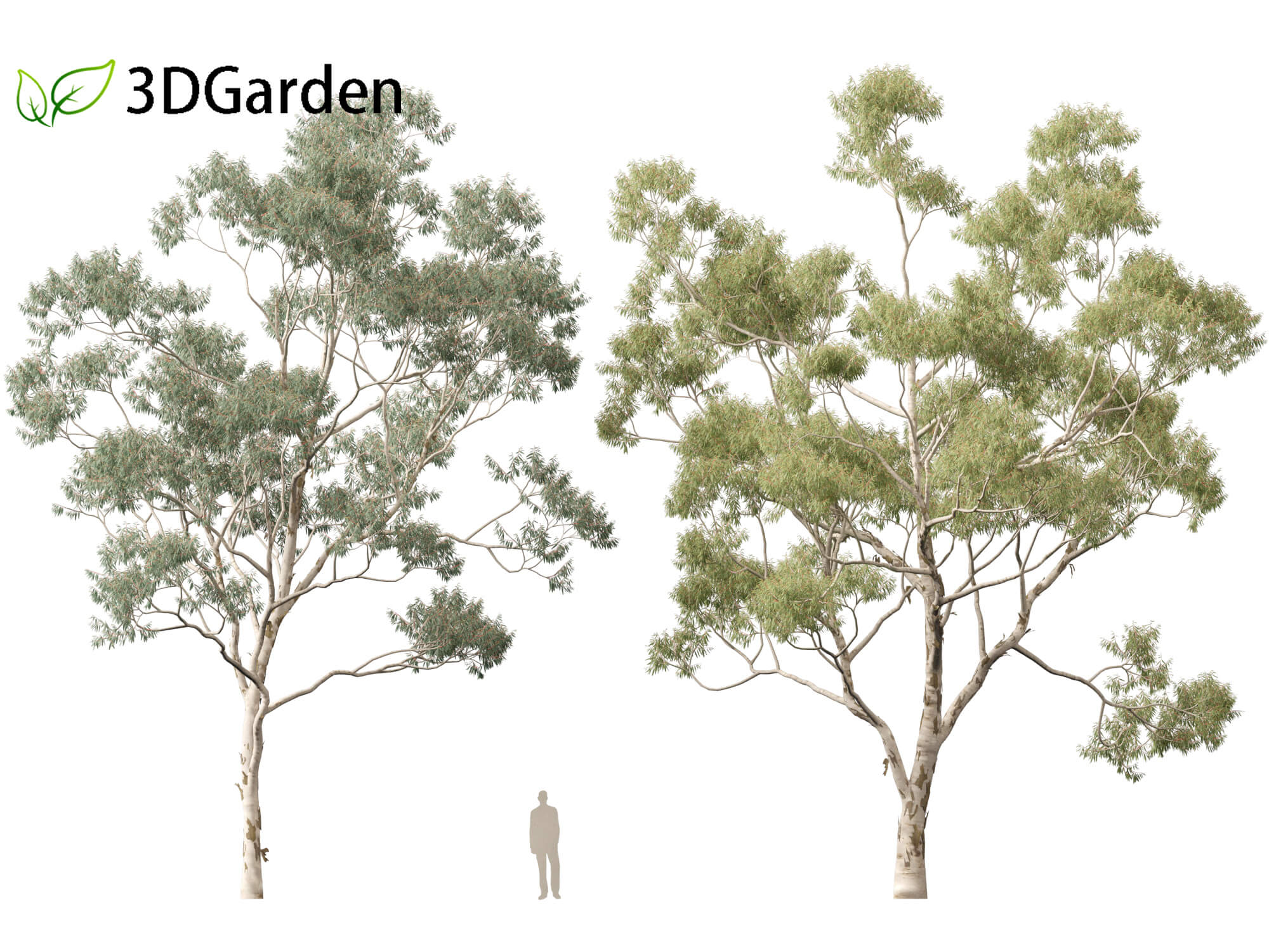 Corymbia Citriodora - Lemon-Scented Gum 3D Model by 3dgardenplants