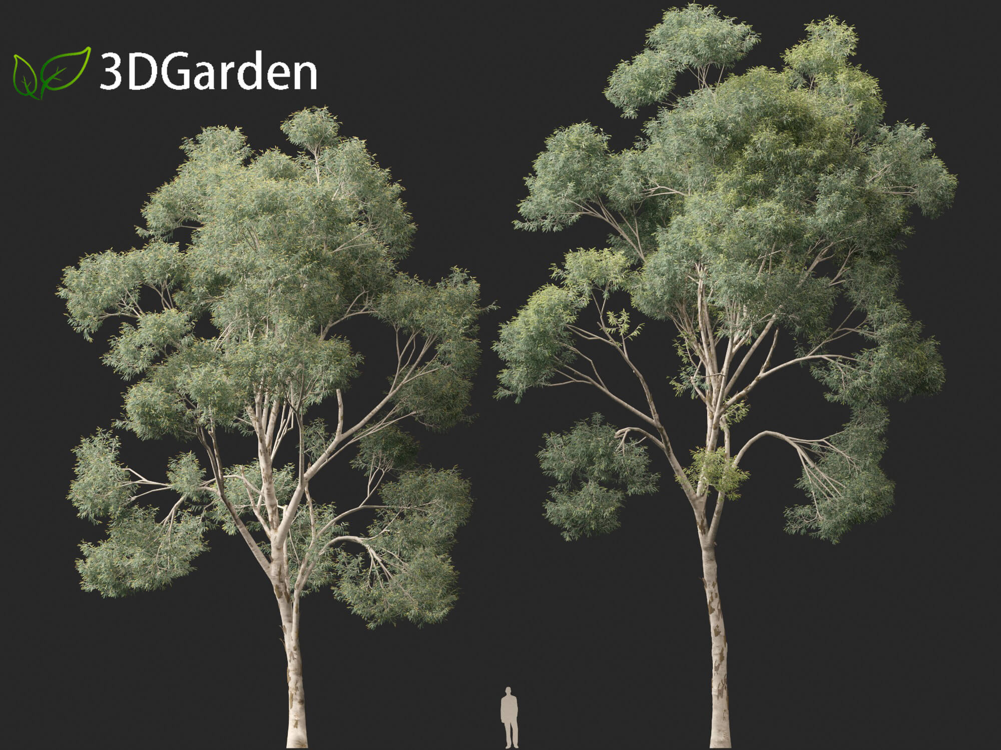 Corymbia Citriodora - Lemon-Scented Gum 3D Model by 3dgardenplants