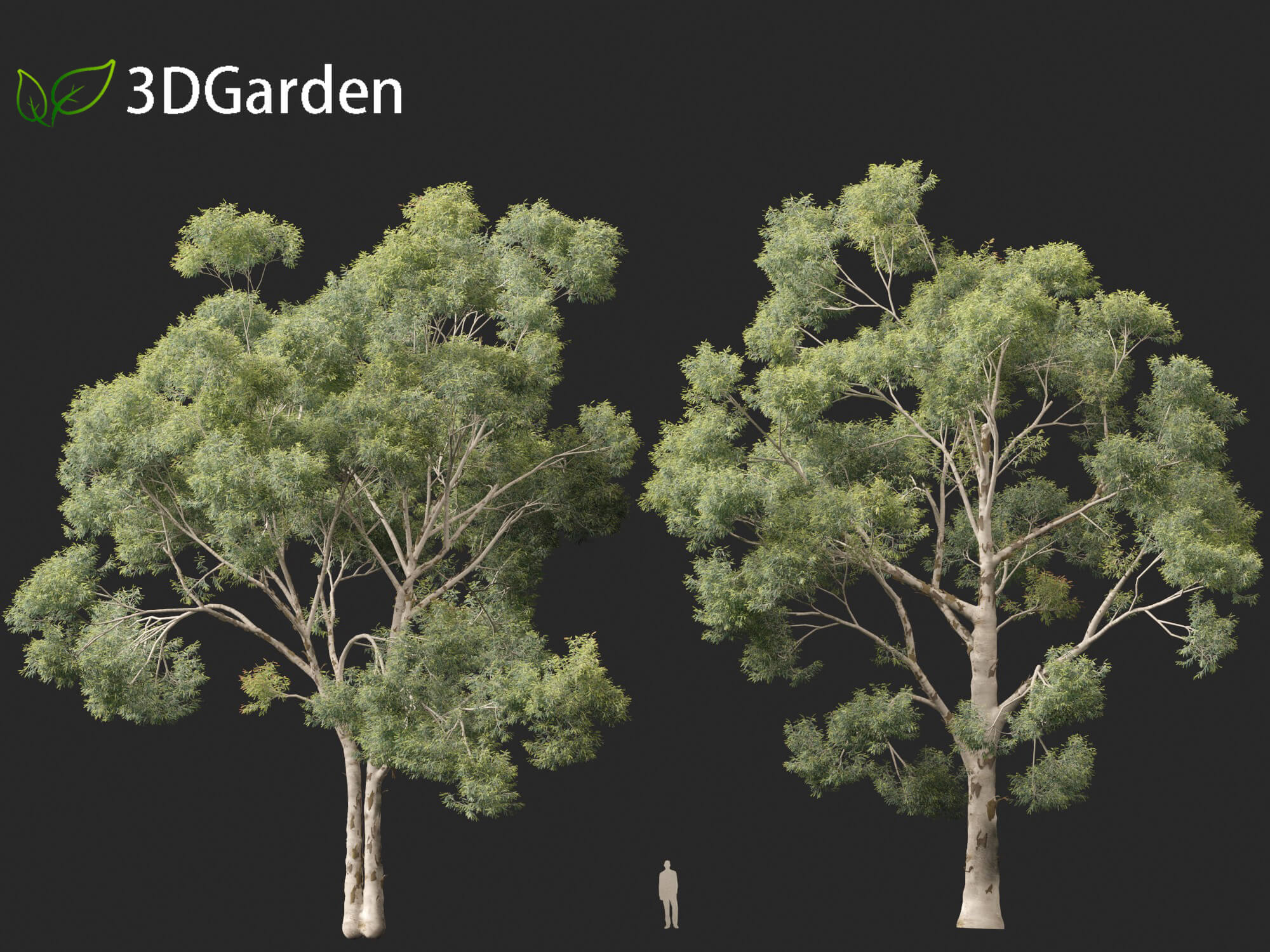 Corymbia Citriodora - Lemon-Scented Gum 3D Model by 3dgardenplants