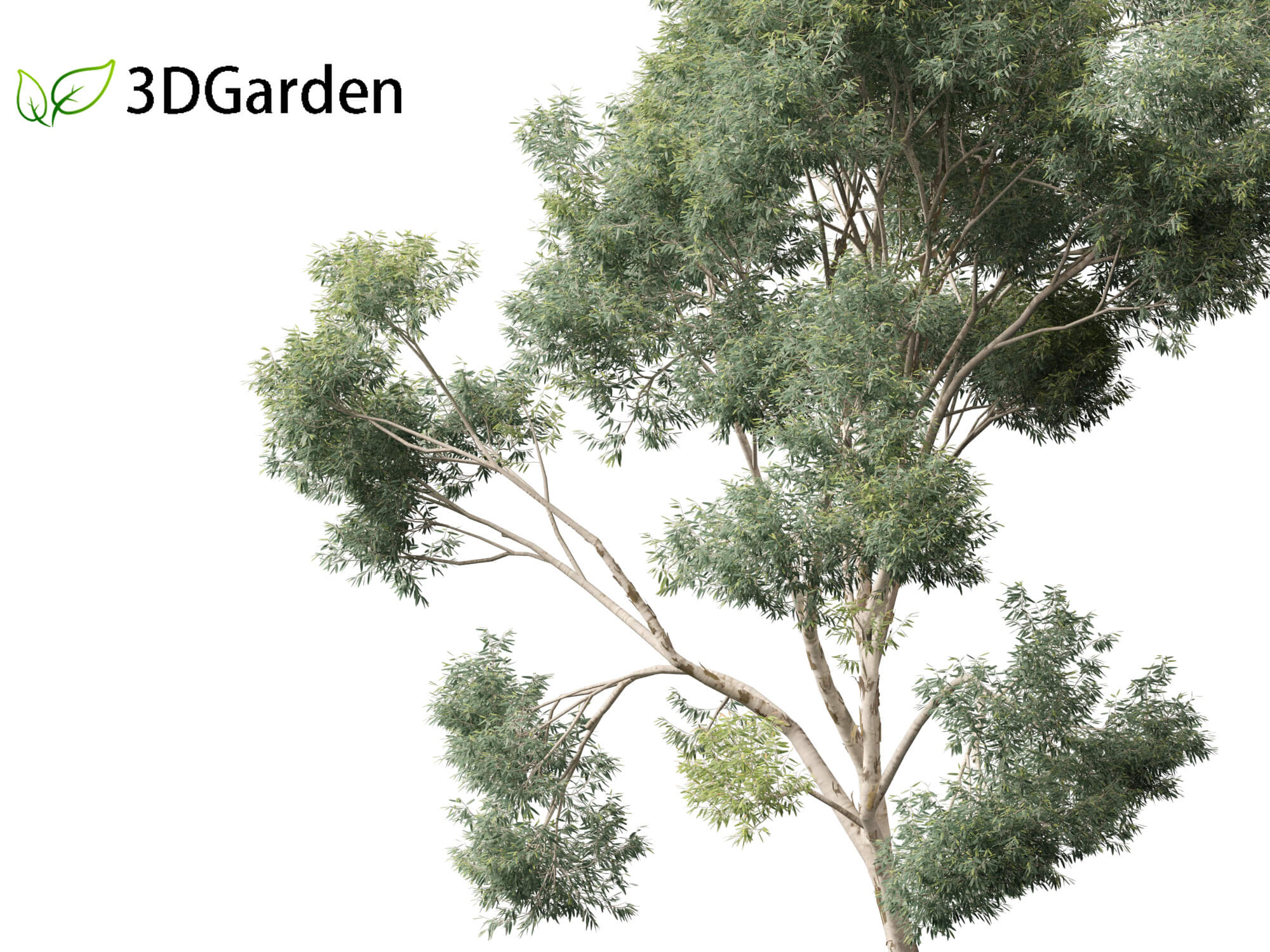 Corymbia Citriodora - Lemon-Scented Gum 3D Model by 3dgardenplants