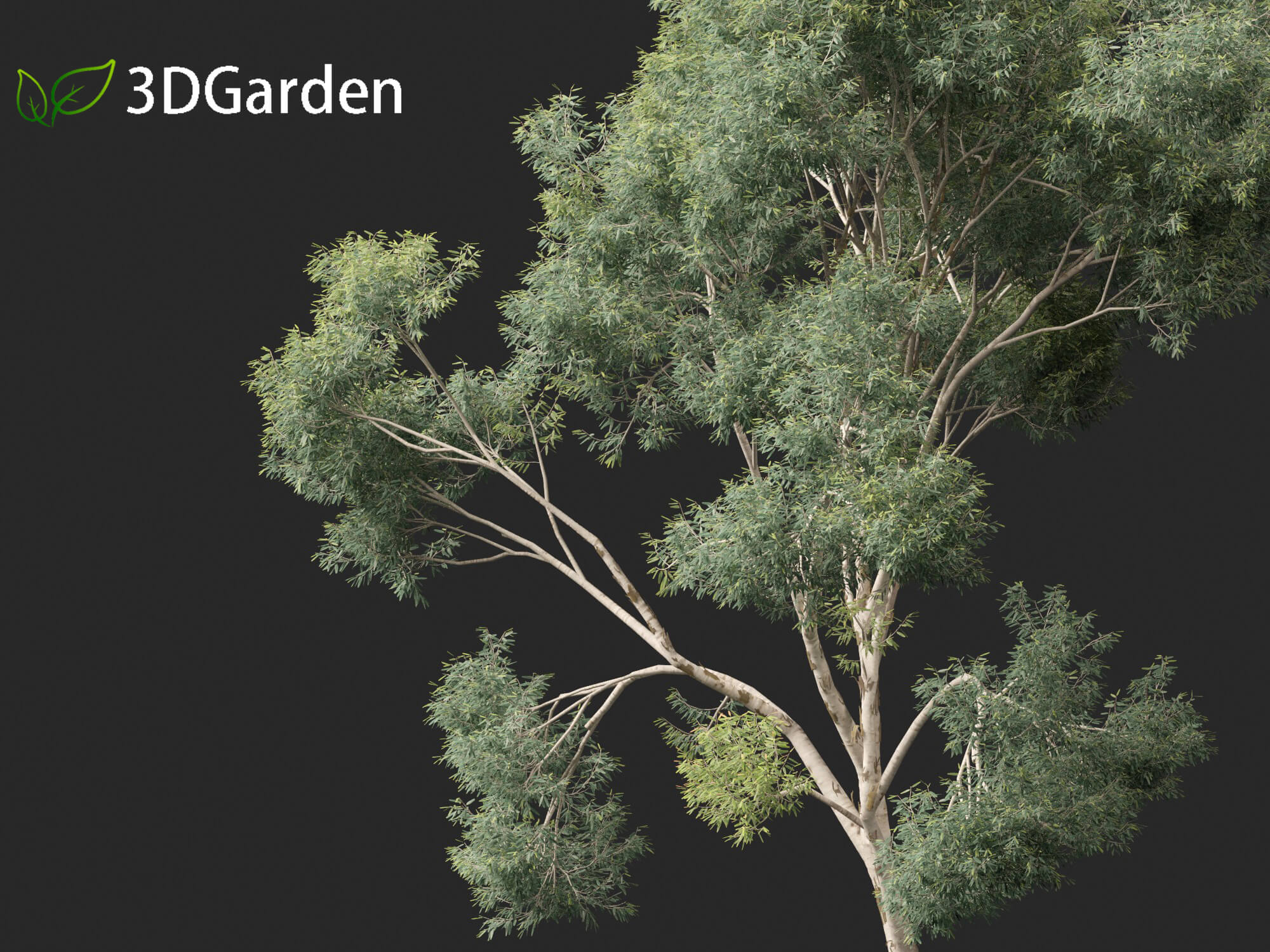 Corymbia Citriodora - Lemon-Scented Gum 3D Model by 3dgardenplants