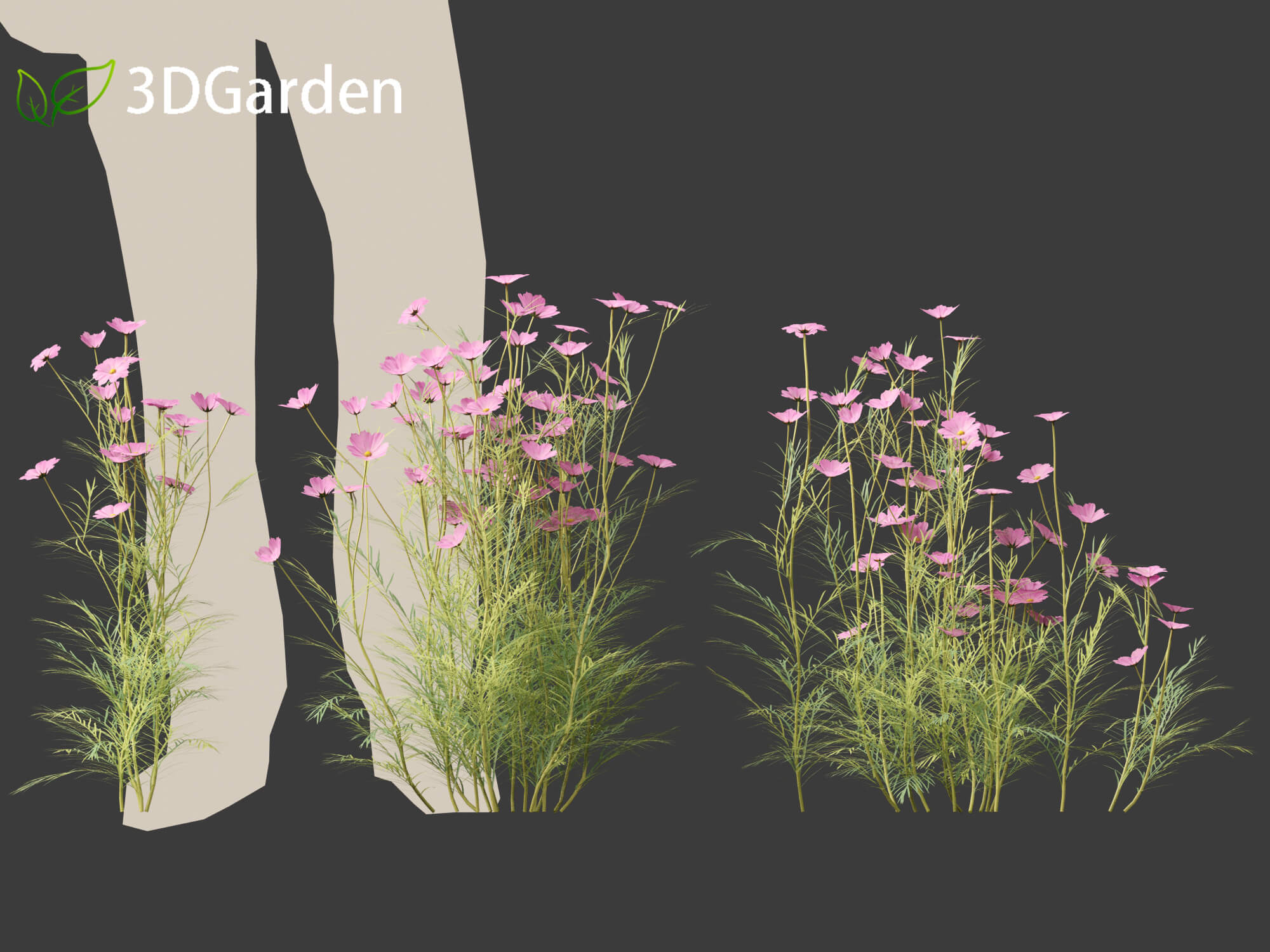 Cosmos Bipinnatus - Garden Cosmos 3D Model by 3dgardenplants