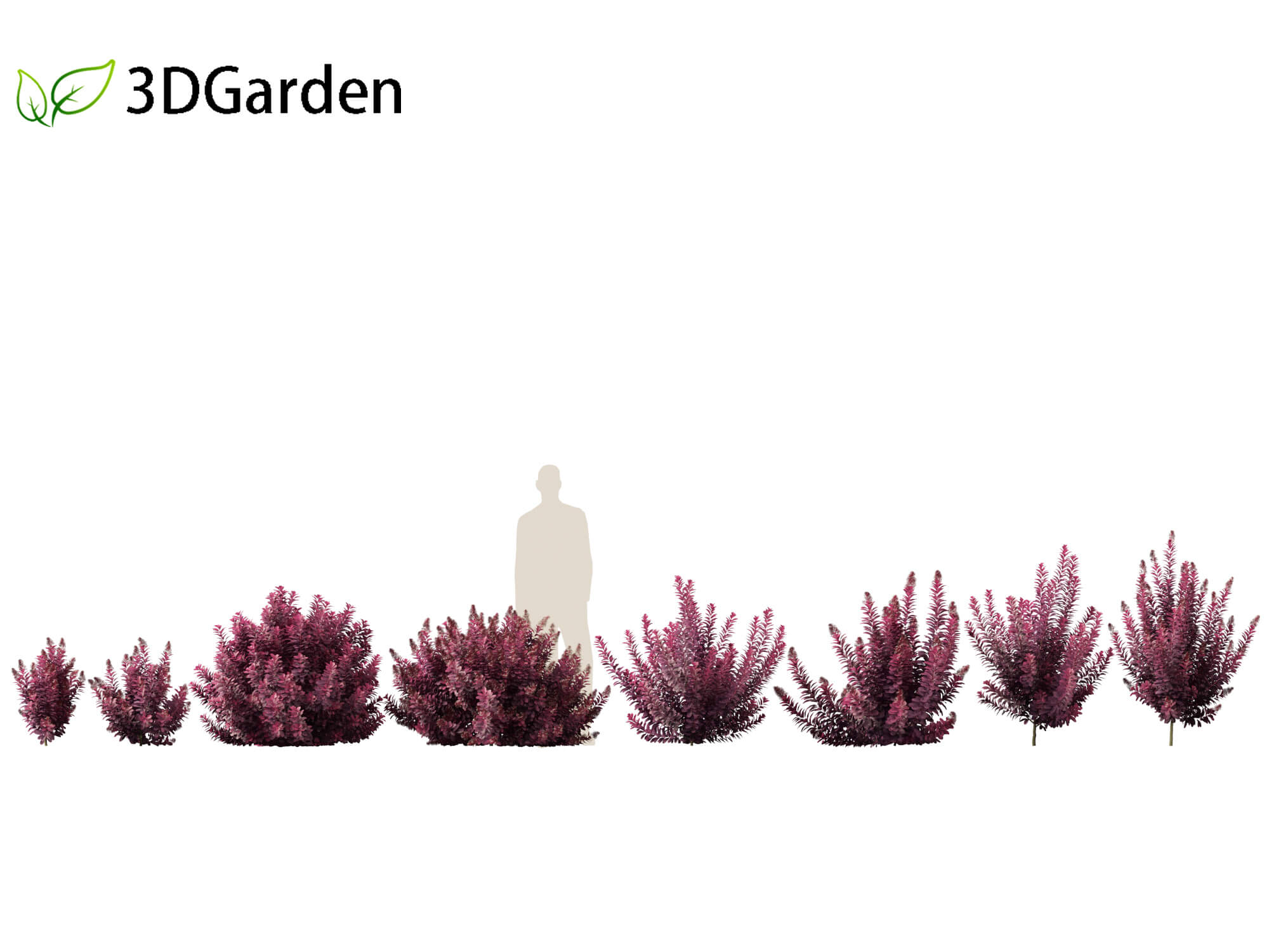 Cotinus Coggygria Royal Purple - Common Smoketree Smokebush 3D Model by ...