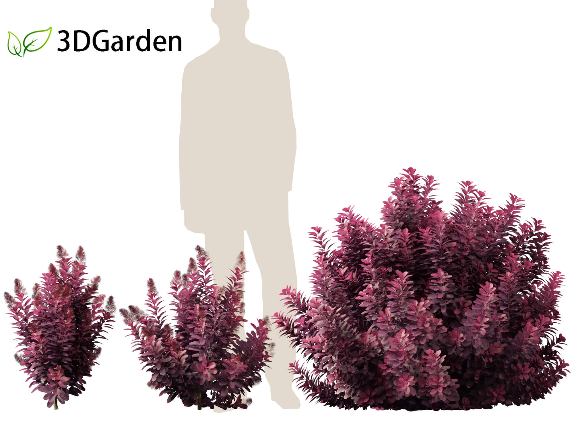 Cotinus Coggygria Royal Purple - Common Smoketree Smokebush 3D Model by ...