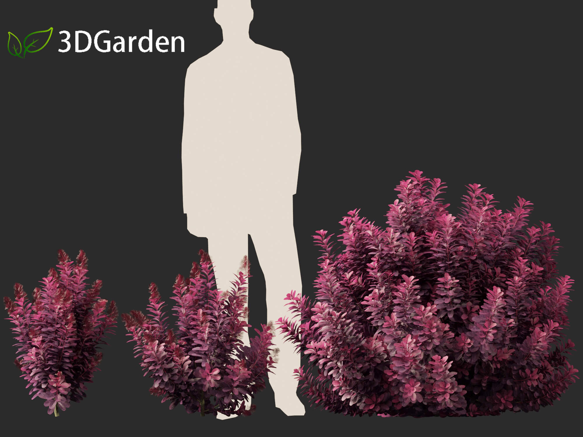 Cotinus Coggygria Royal Purple - Common Smoketree Smokebush 3D Model by ...
