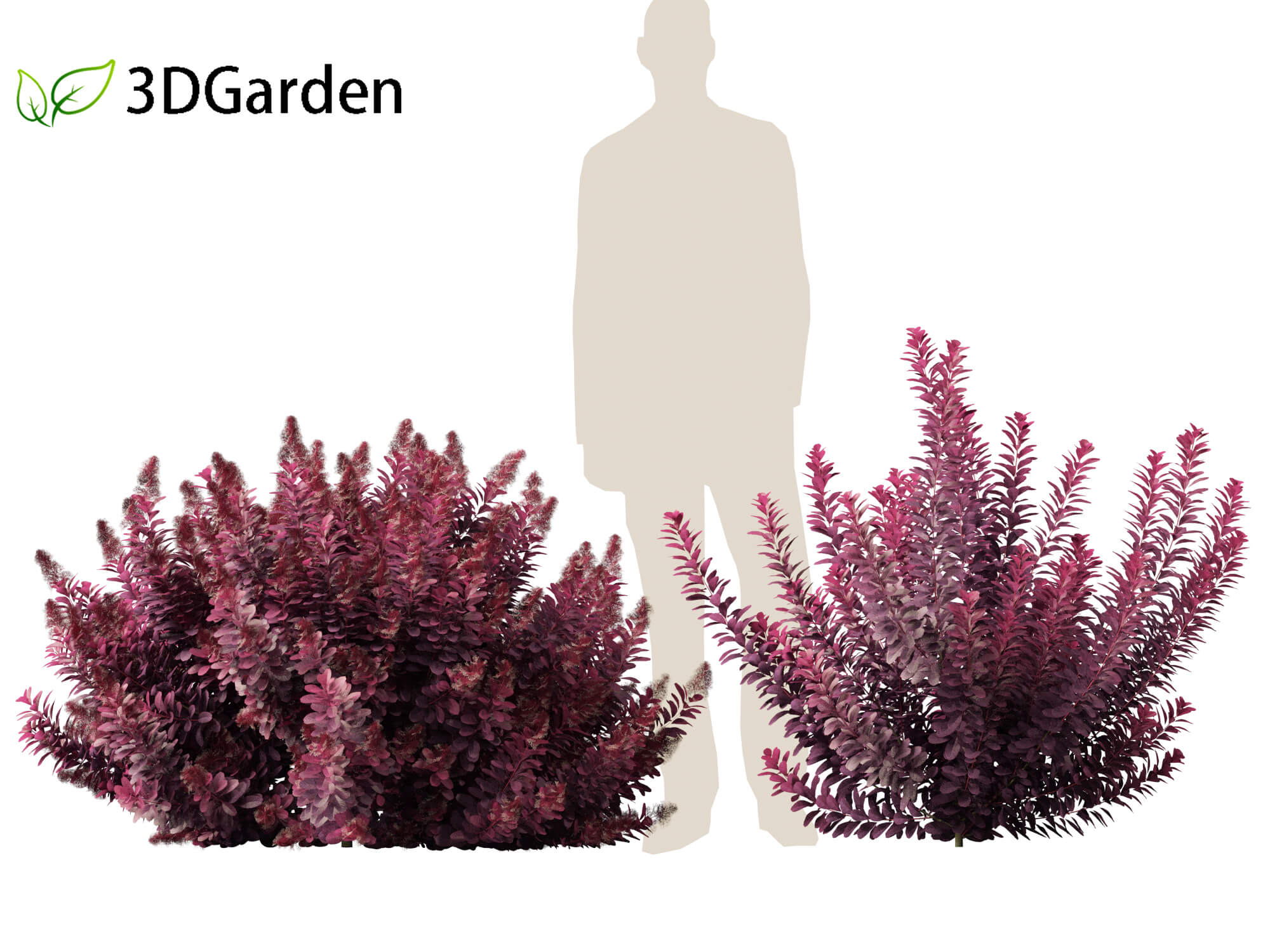 Cotinus Coggygria Royal Purple - Common Smoketree Smokebush 3D Model by ...