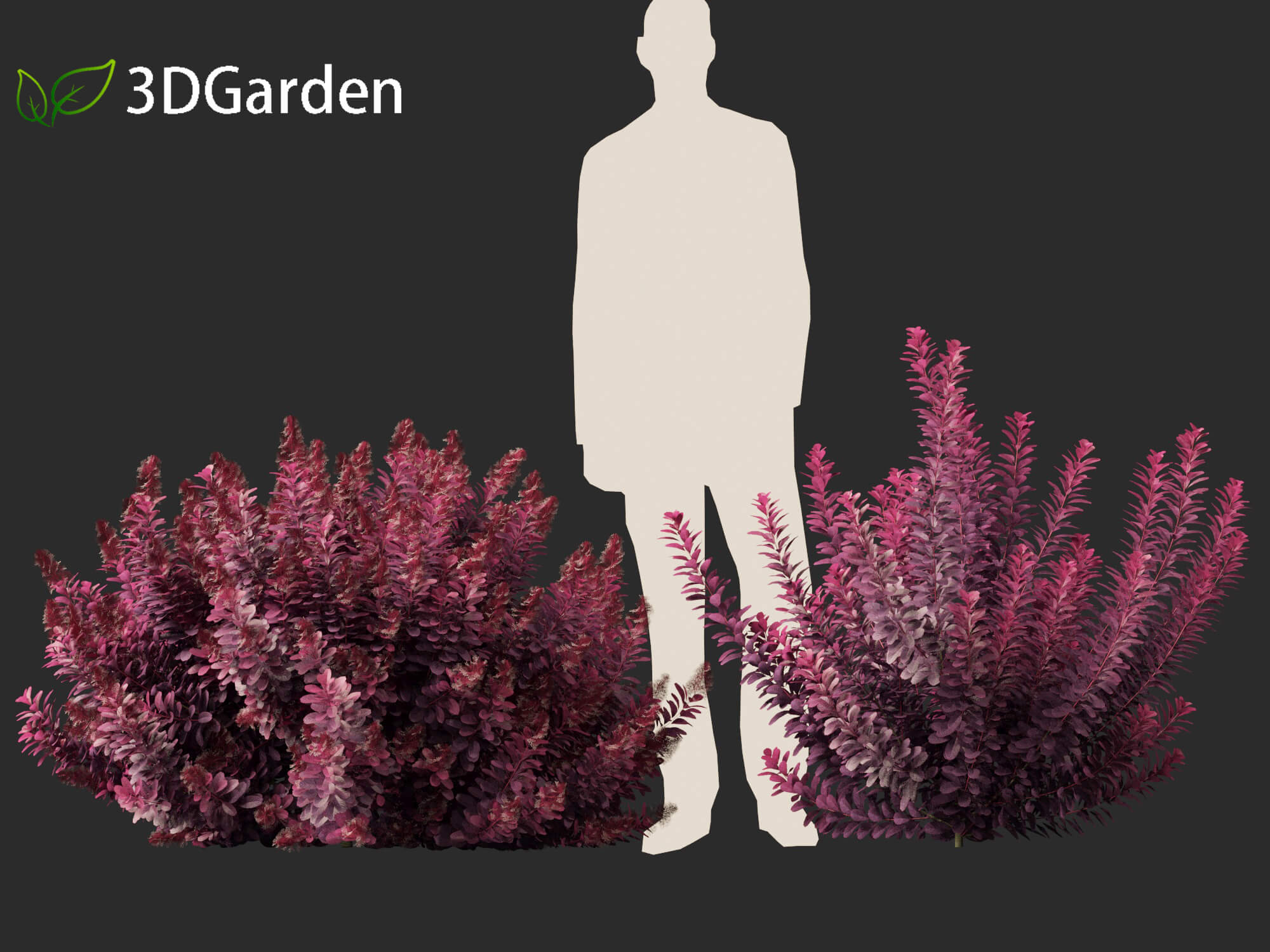 Cotinus Coggygria Royal Purple - Common Smoketree Smokebush 3D Model by ...