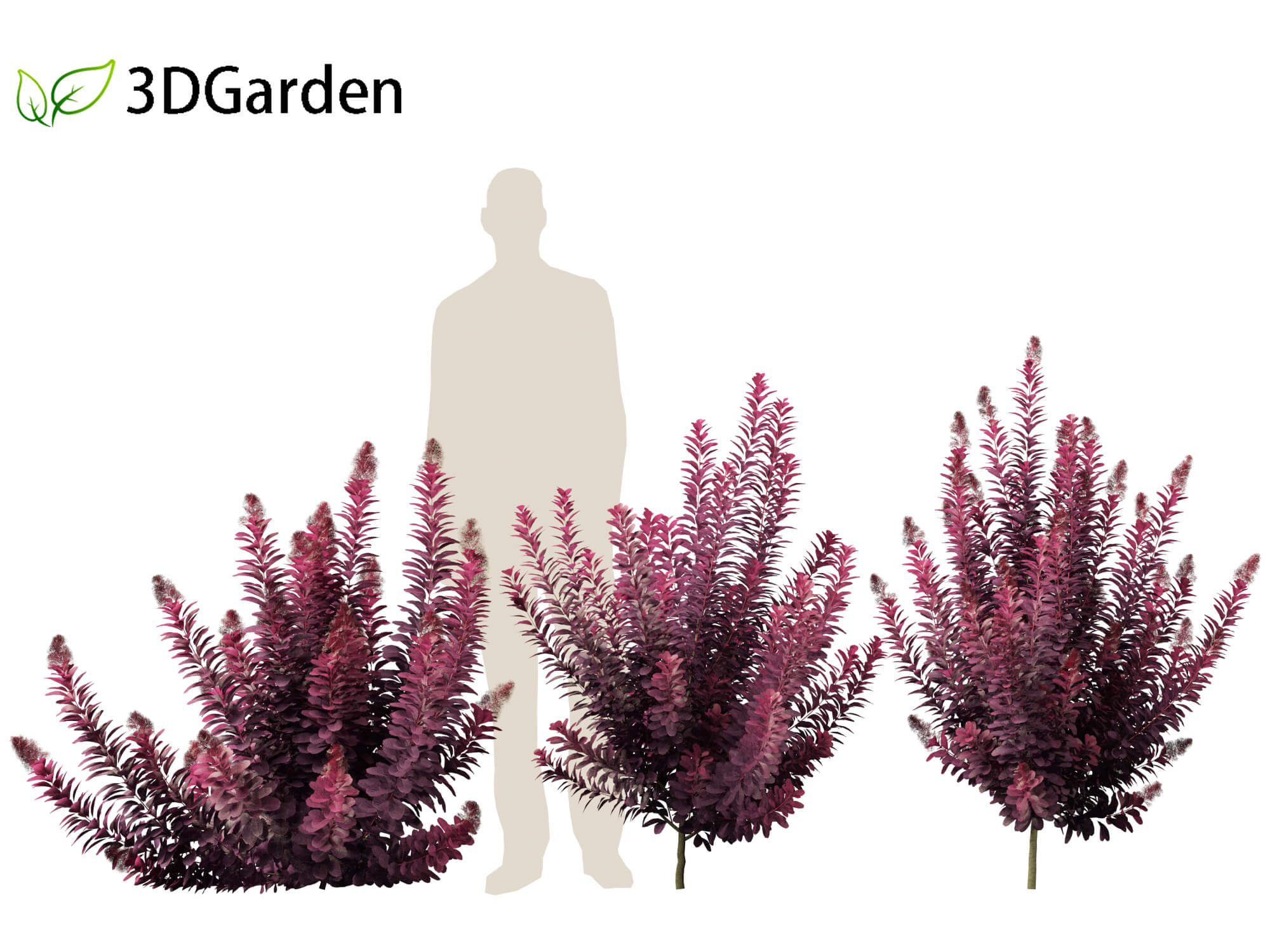 Cotinus Coggygria Royal Purple - Common Smoketree Smokebush 3D Model by ...
