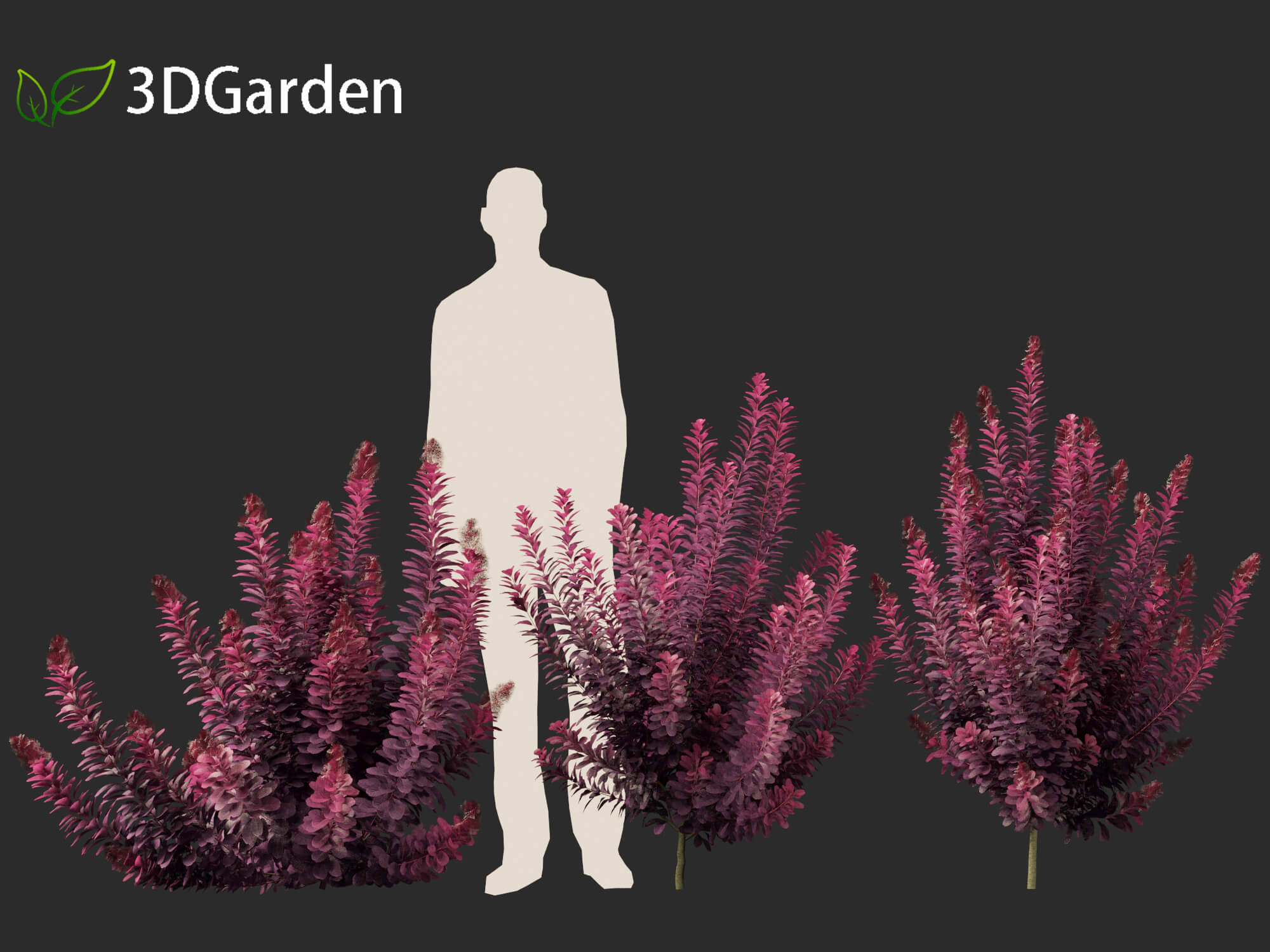Cotinus Coggygria Royal Purple - Common Smoketree Smokebush 3D Model by ...