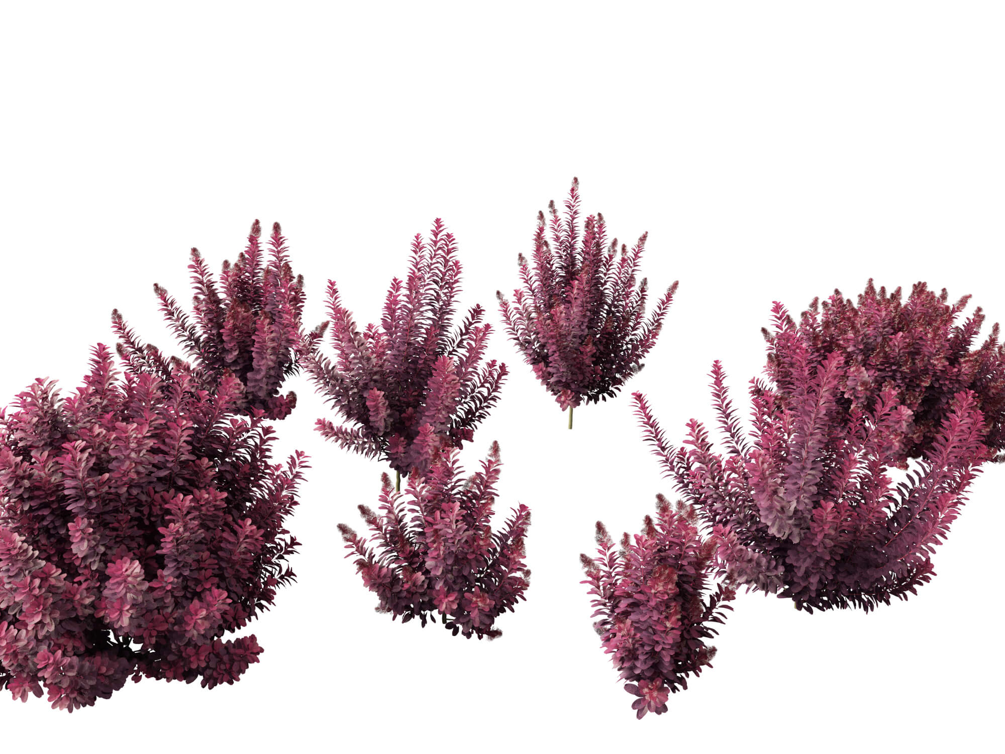 Cotinus Coggygria Royal Purple - Common Smoketree Smokebush 3D Model by ...