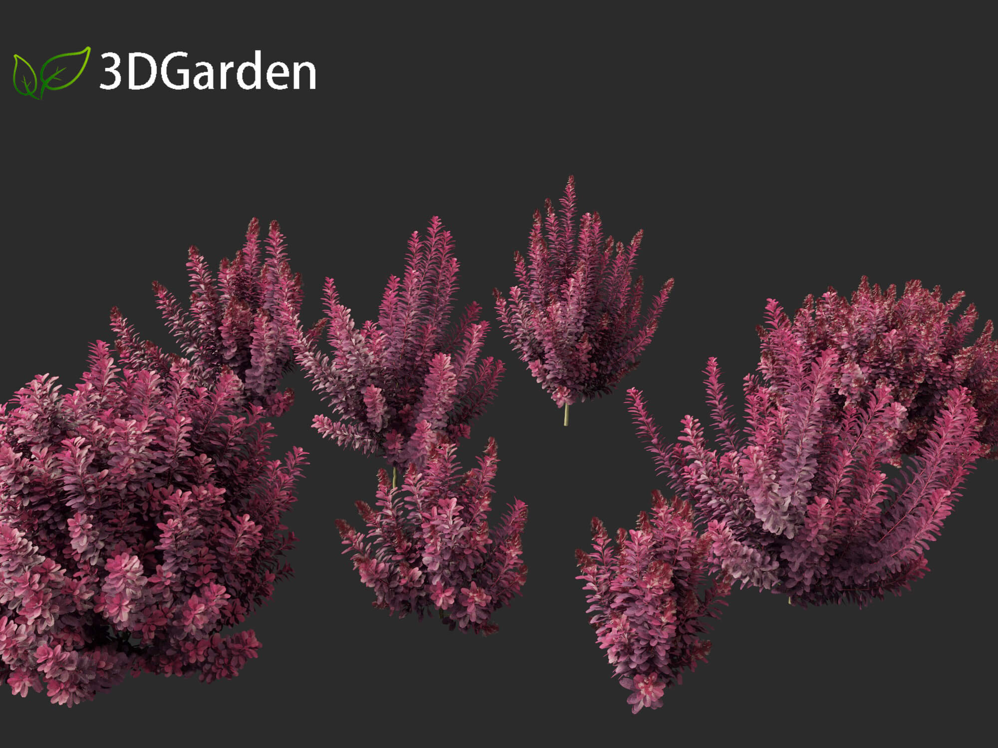 Cotinus Coggygria Royal Purple - Common Smoketree Smokebush 3D Model by ...