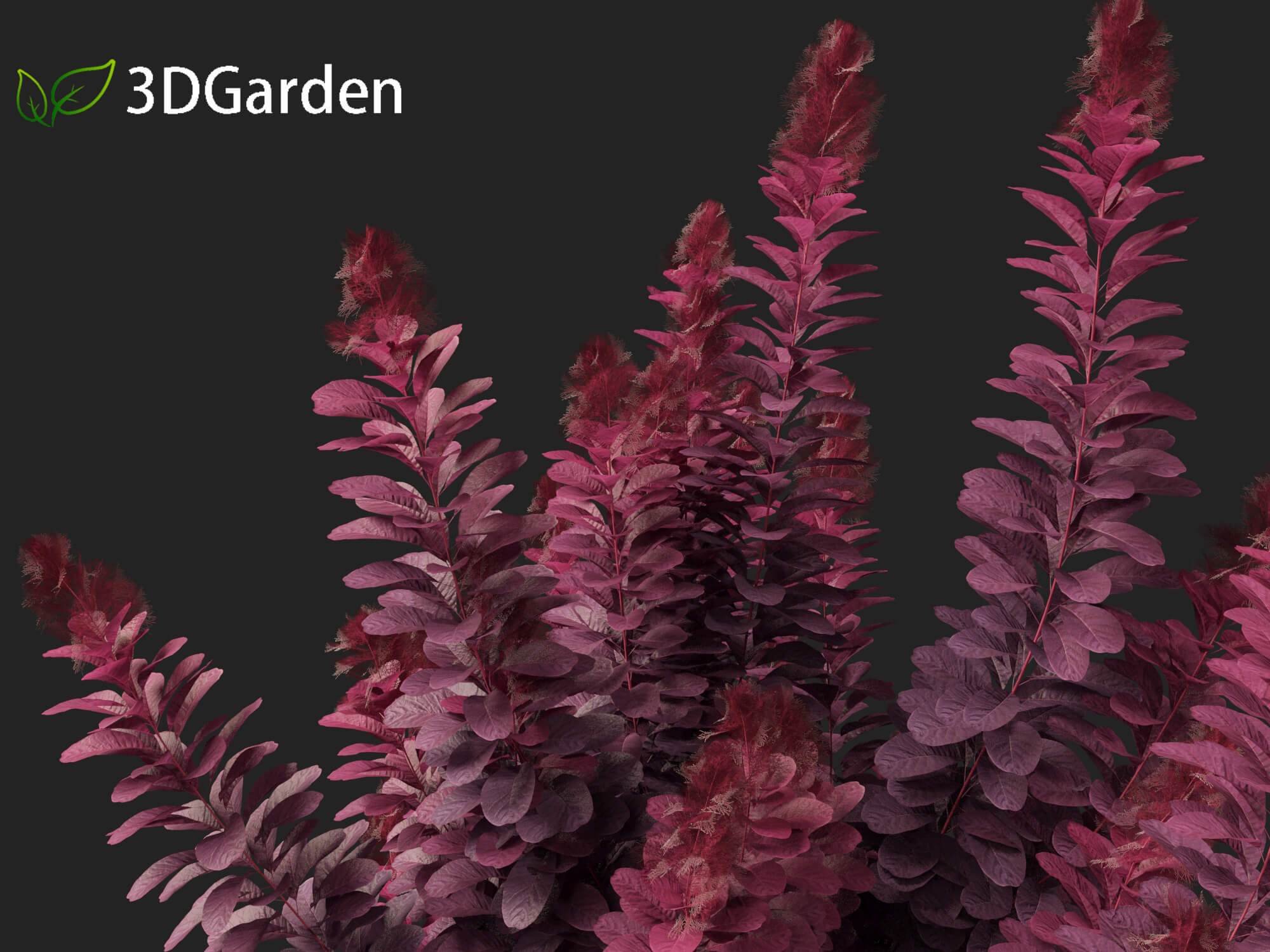 Cotinus Coggygria Royal Purple - Common Smoketree Smokebush 3D Model by ...