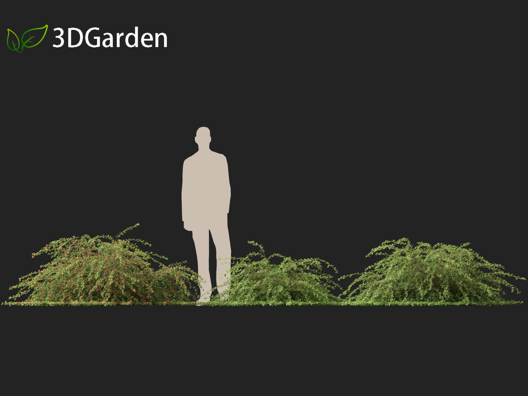 Cotoneaster Dammeri Coral Beauty - Bearberry Cotoneaster 3D Model by 3dgardenplants