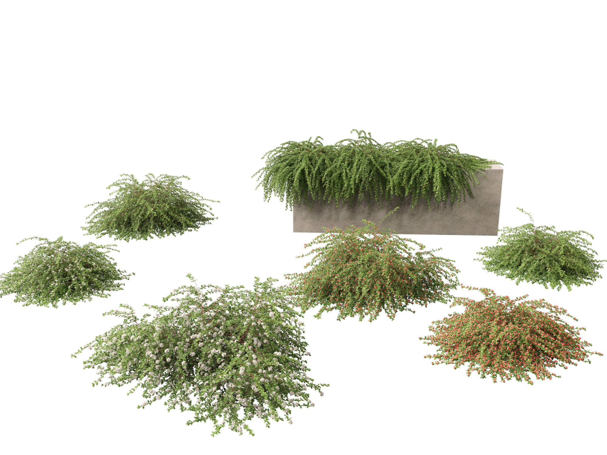 Cotoneaster Dammeri Coral Beauty - Bearberry Cotoneaster 3D Model by 3dgardenplants