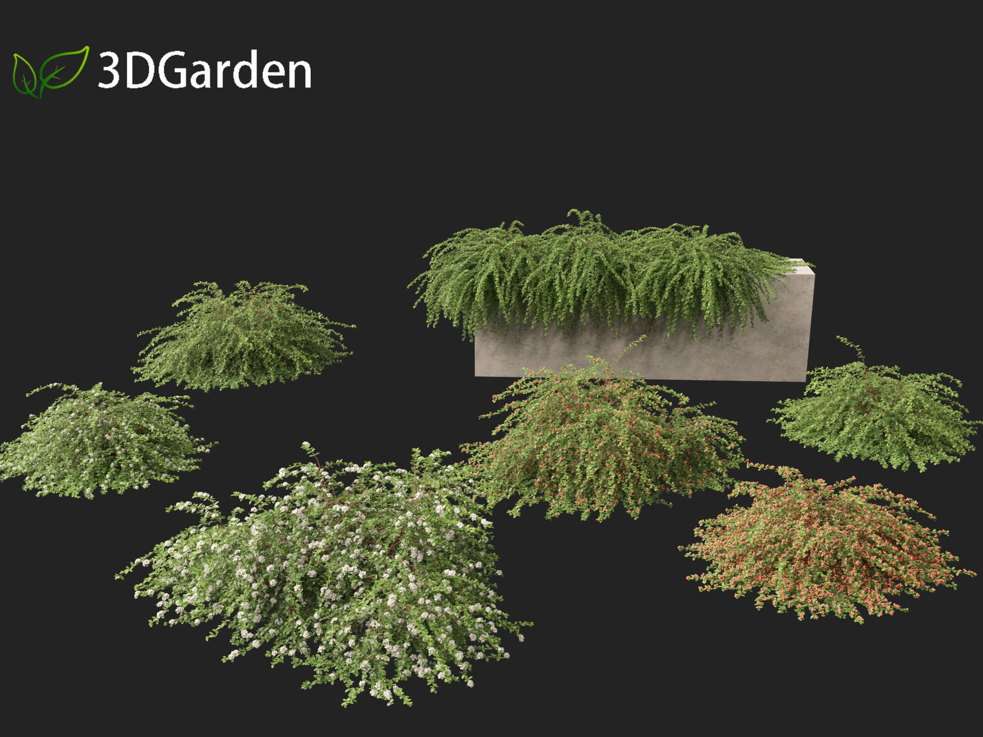 Cotoneaster Dammeri Coral Beauty - Bearberry Cotoneaster 3D Model by 3dgardenplants