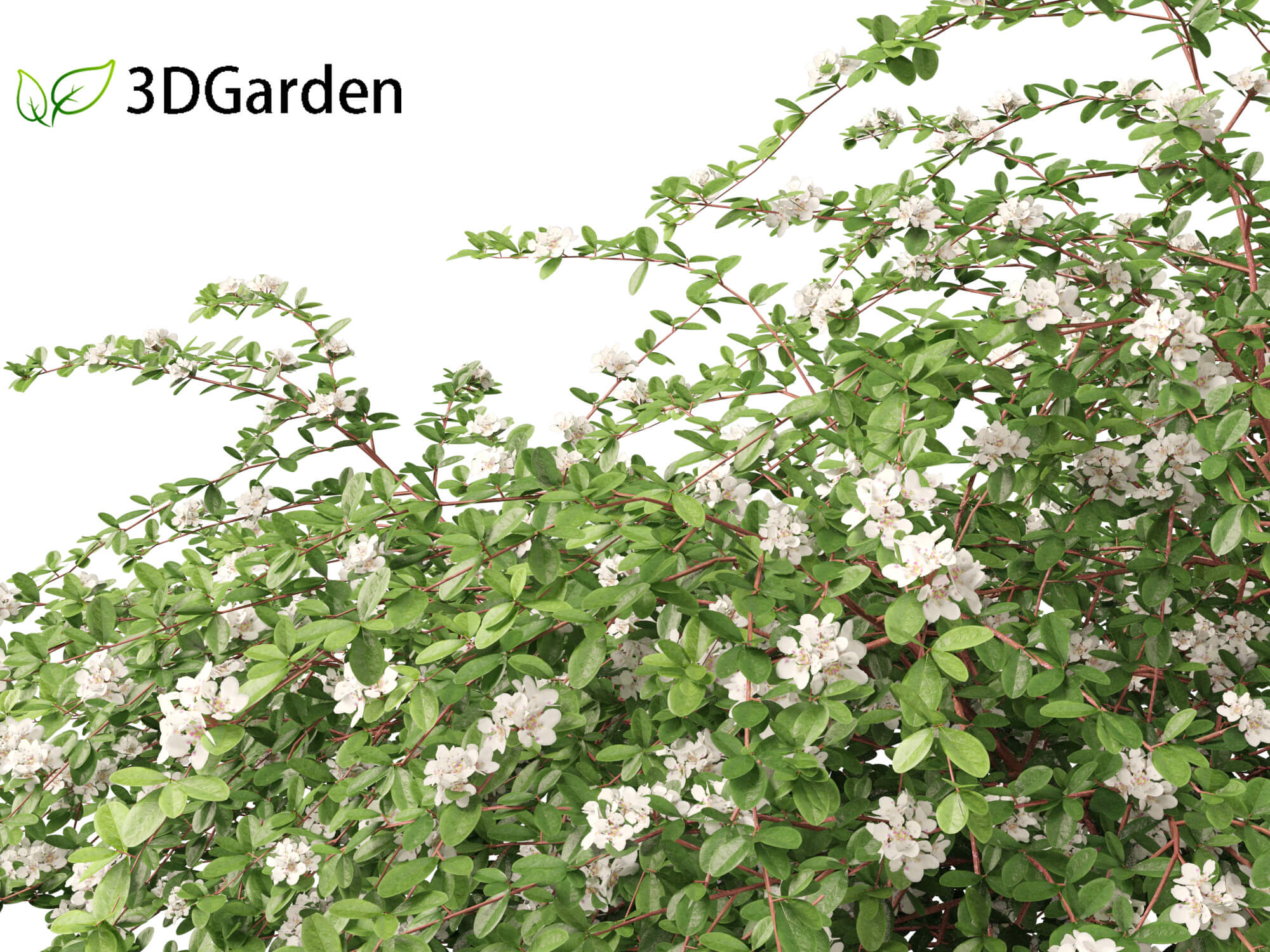 Cotoneaster Dammeri Coral Beauty - Bearberry Cotoneaster 3D Model by 3dgardenplants