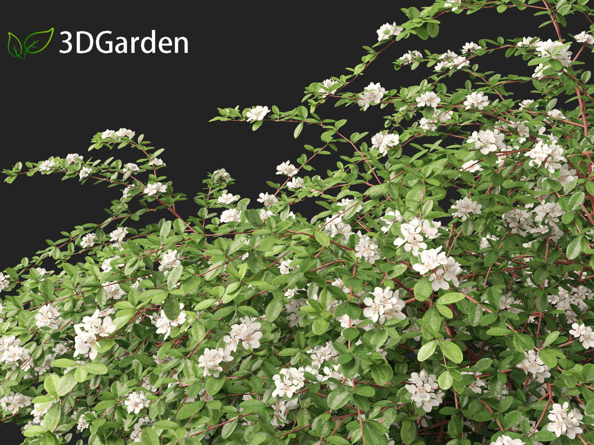 Cotoneaster Dammeri Coral Beauty - Bearberry Cotoneaster 3D Model by 3dgardenplants