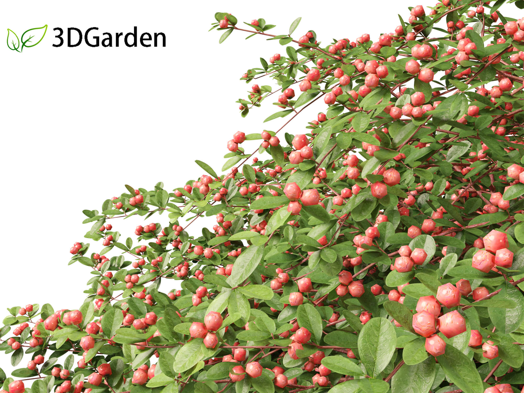 Cotoneaster Dammeri Coral Beauty - Bearberry Cotoneaster 3D Model by 3dgardenplants