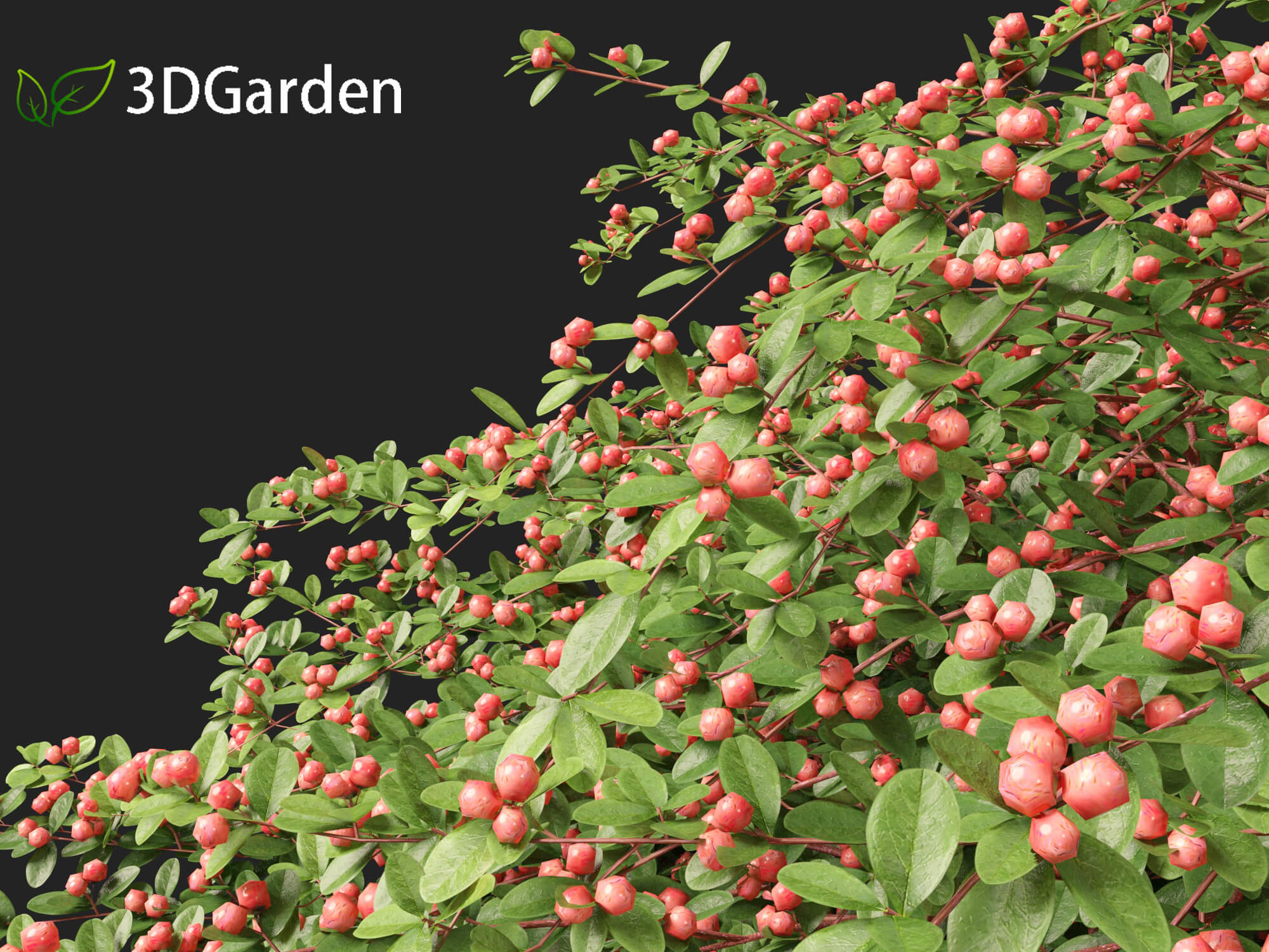 Cotoneaster Dammeri Coral Beauty - Bearberry Cotoneaster 3D Model by 3dgardenplants