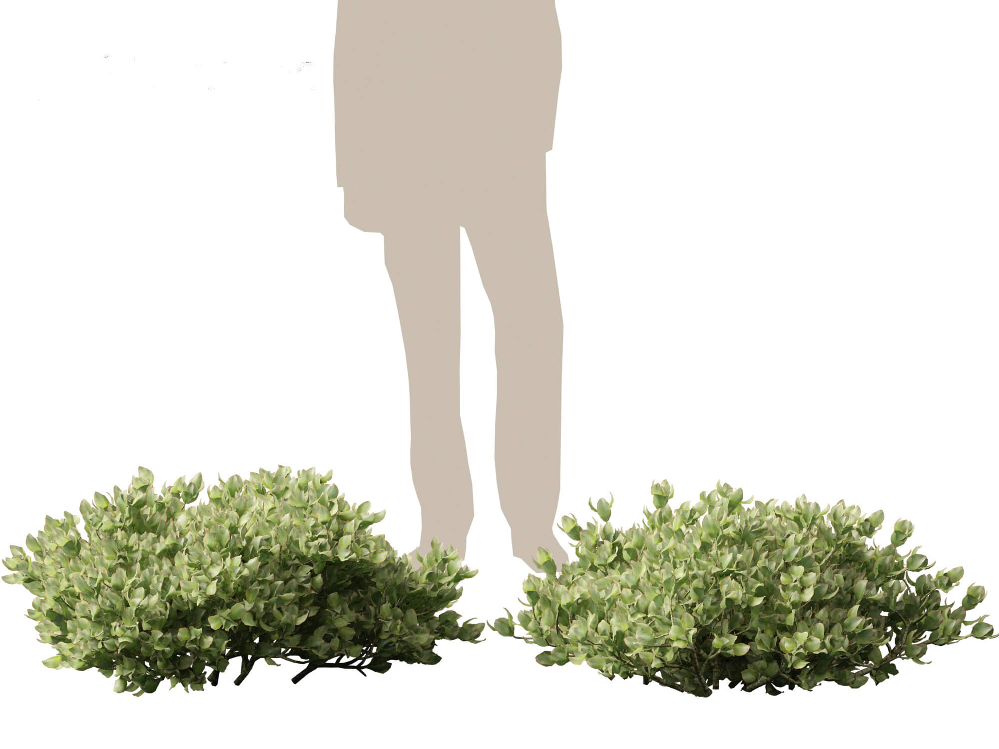 Crassula Arborescens - The Jade Plant Max Cook 3D Model by 3dgardenplants