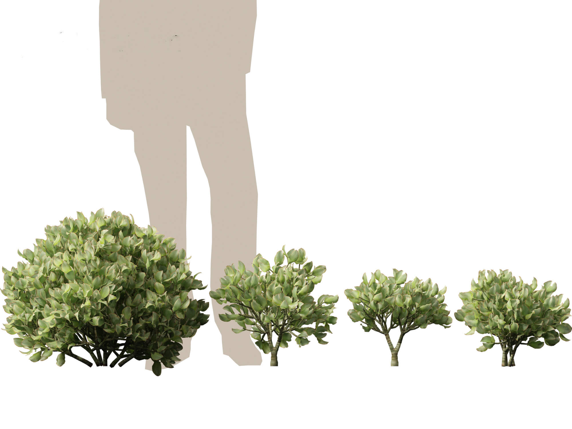 Crassula Arborescens - The Jade Plant Max Cook 3D Model by 3dgardenplants