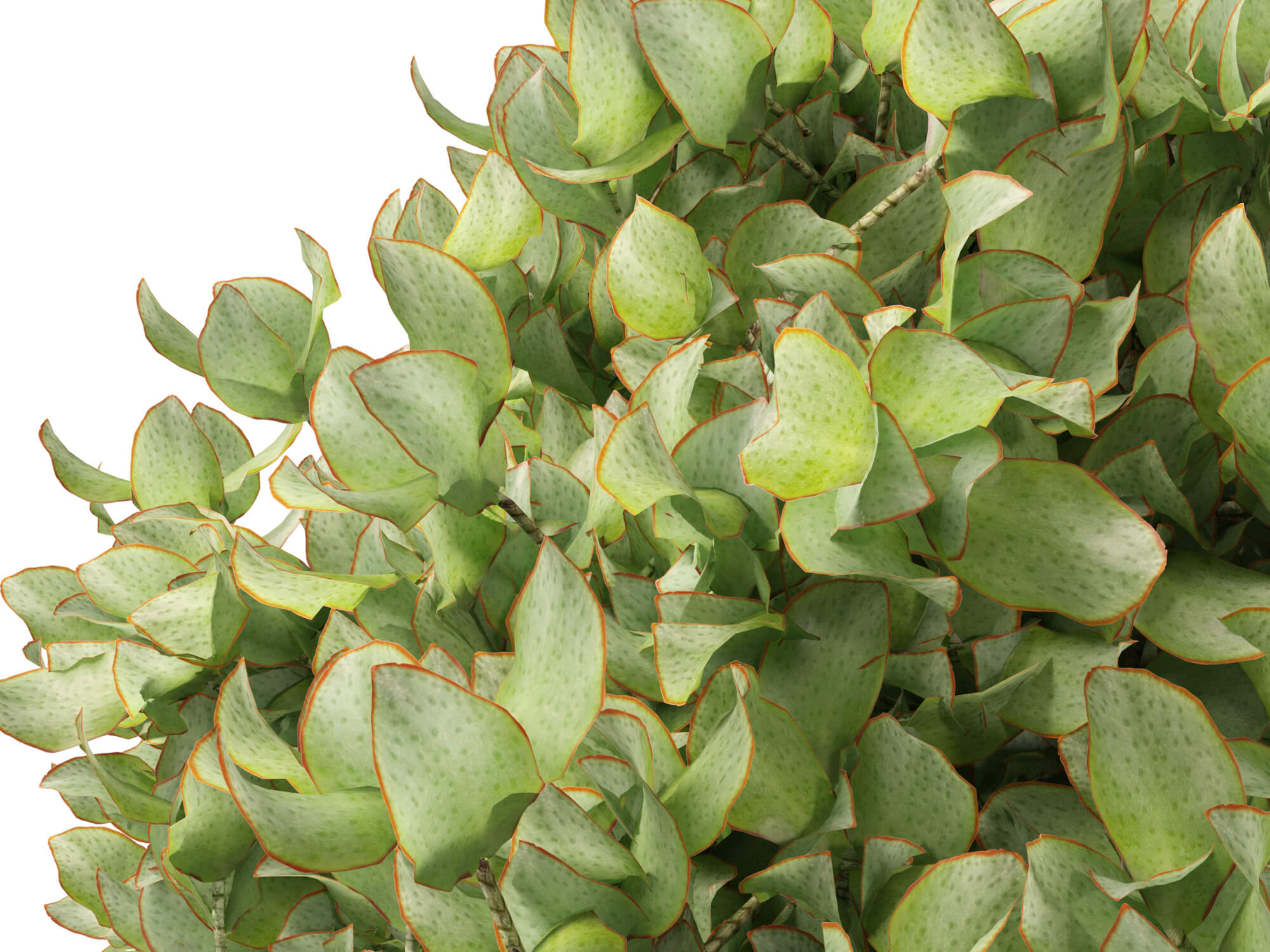 Crassula Arborescens - The Jade Plant Max Cook 3D Model by 3dgardenplants