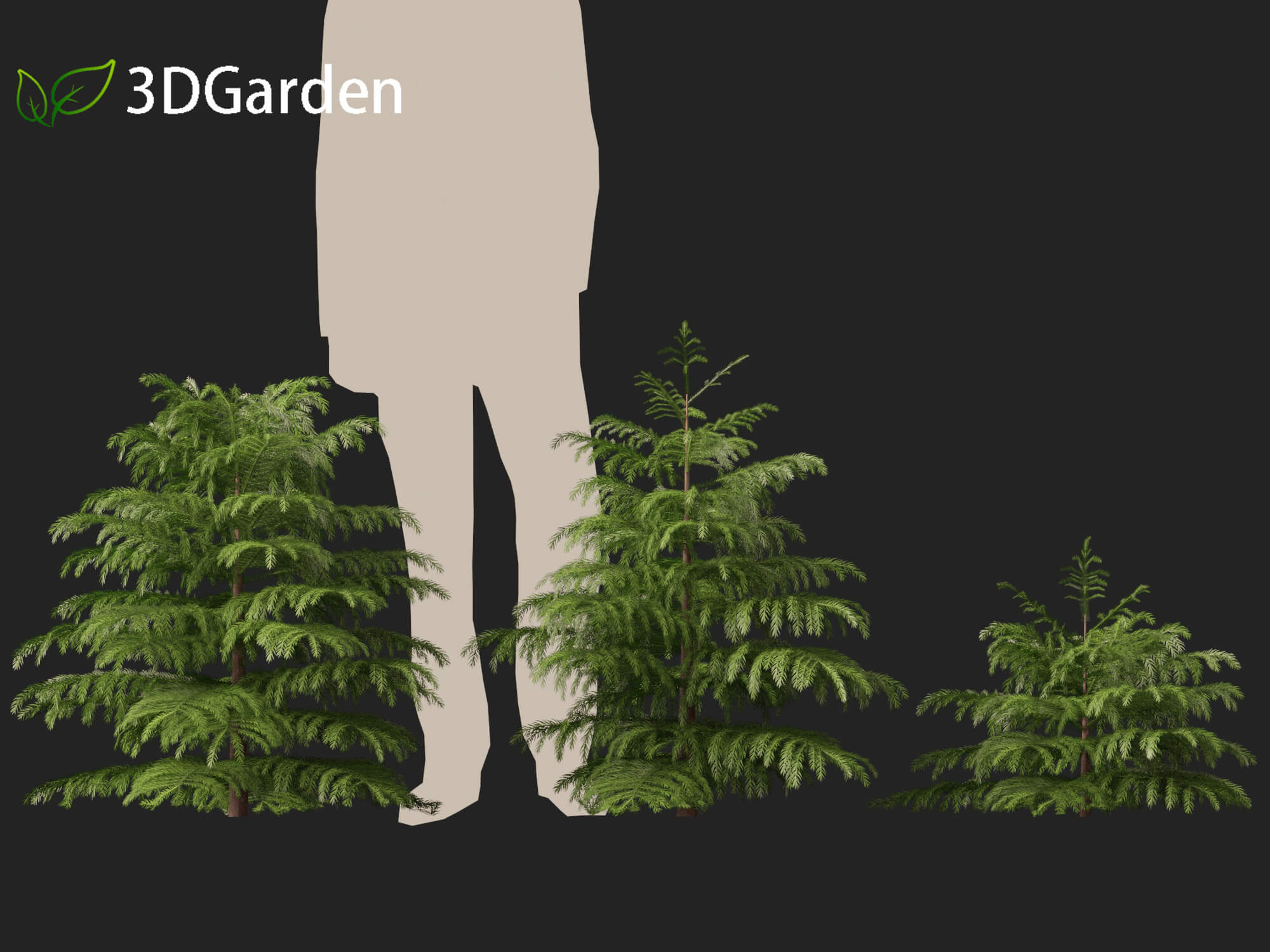 Cryptomeria Japonica Elegans Viridis - 3D Model by 3dgardenplants