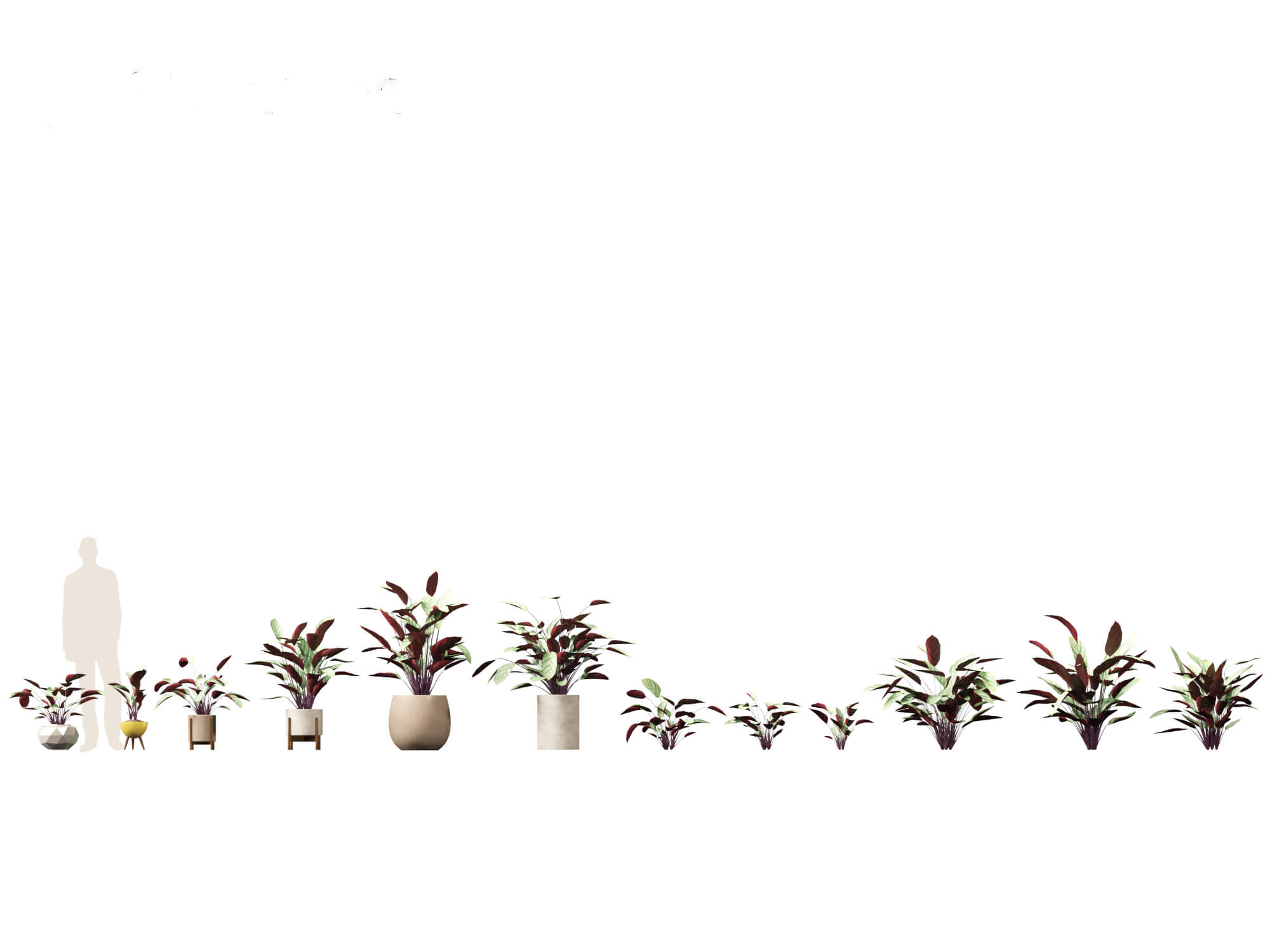 Ctenanthe Setosa - Prayer Plant 3D Model by 3dgardenplants