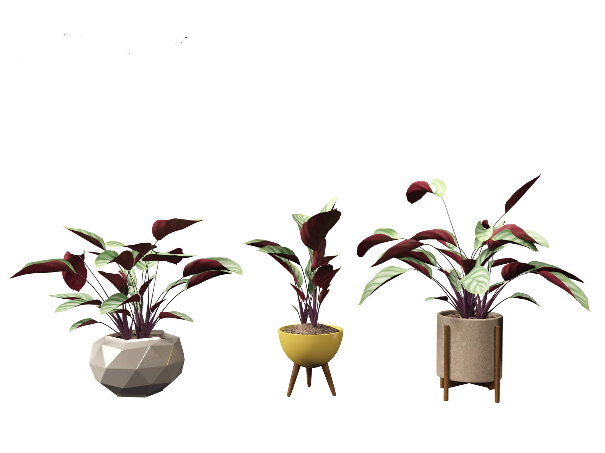 Ctenanthe Setosa - Prayer Plant 3D Model by 3dgardenplants