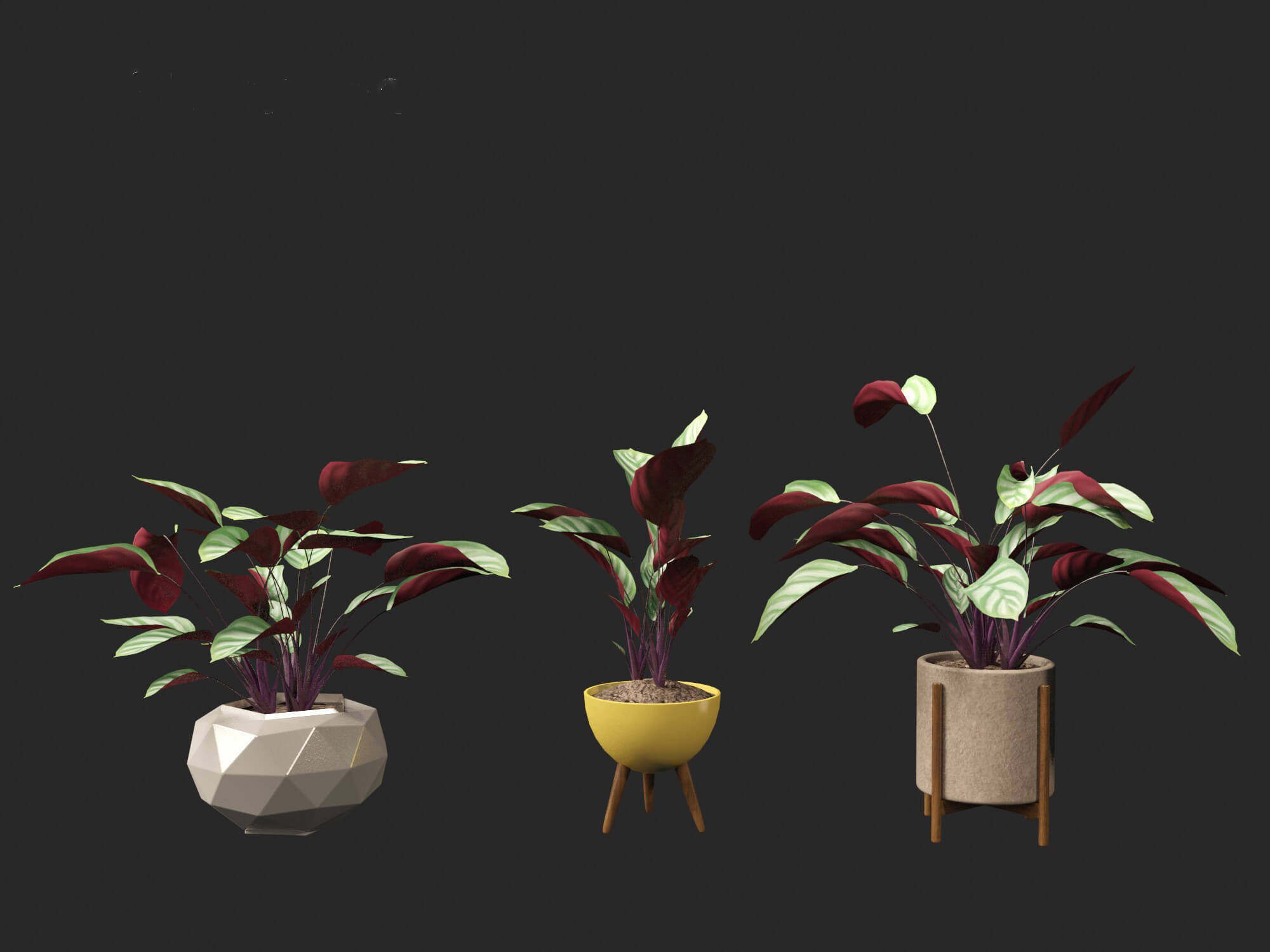 Ctenanthe Setosa - Prayer Plant 3D Model by 3dgardenplants