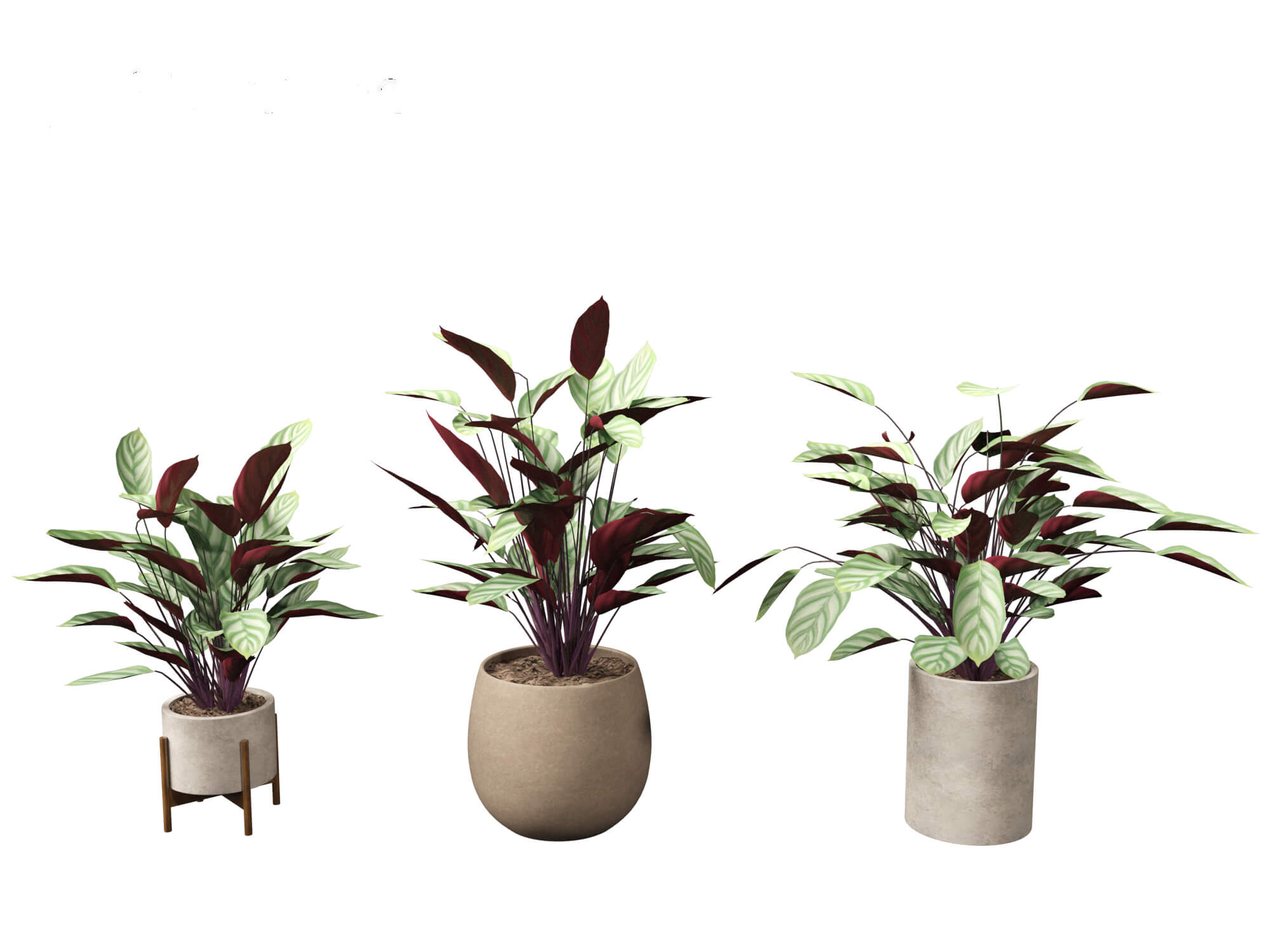 Ctenanthe Setosa - Prayer Plant 3D Model by 3dgardenplants