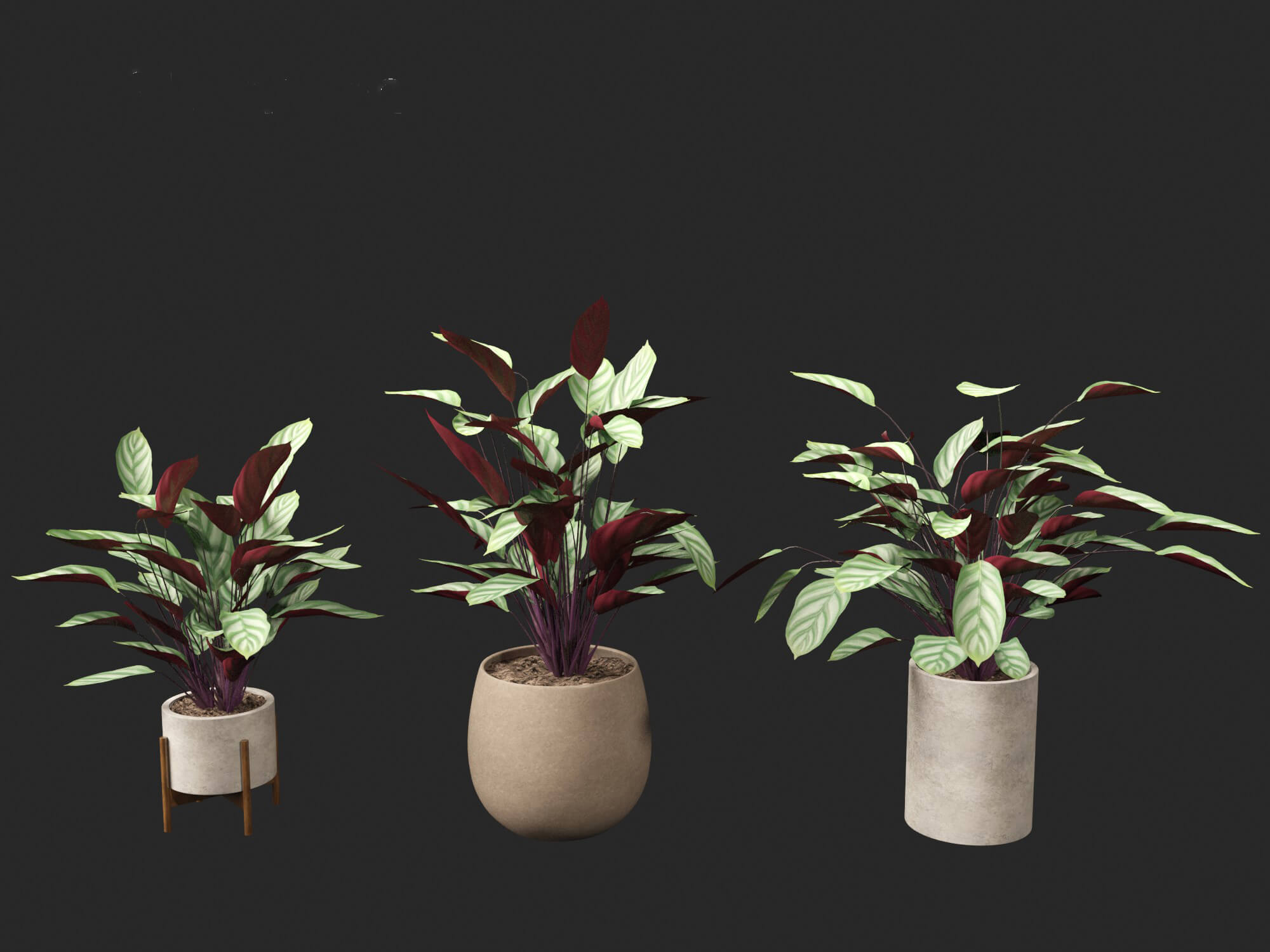 Ctenanthe Setosa - Prayer Plant 3D Model by 3dgardenplants