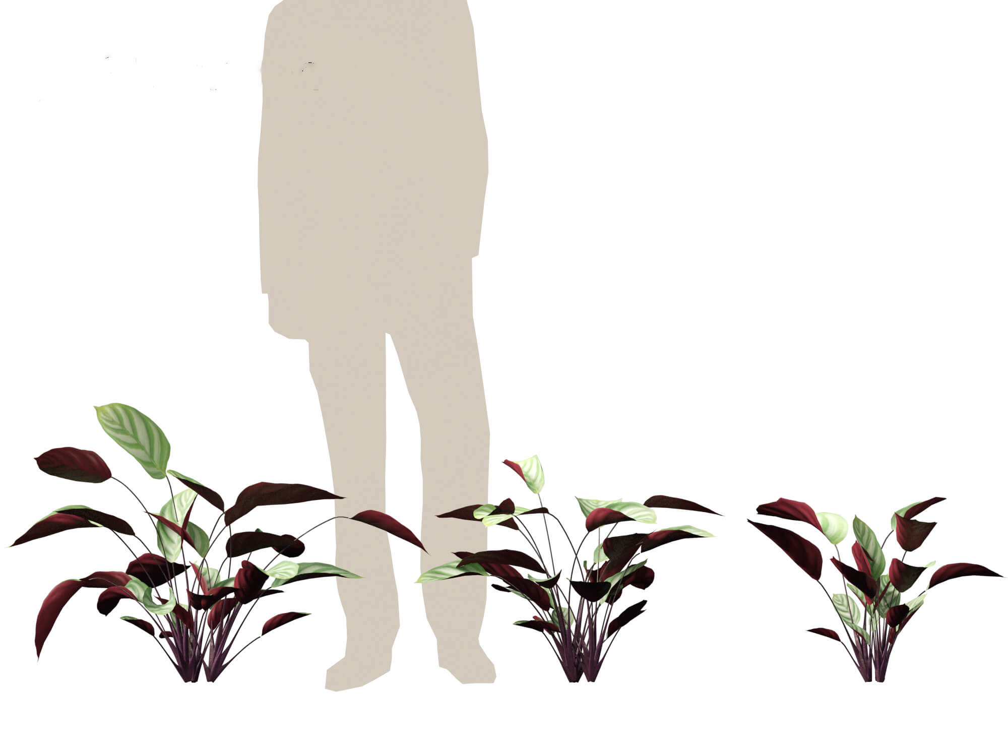 Ctenanthe Setosa - Prayer Plant 3D Model by 3dgardenplants