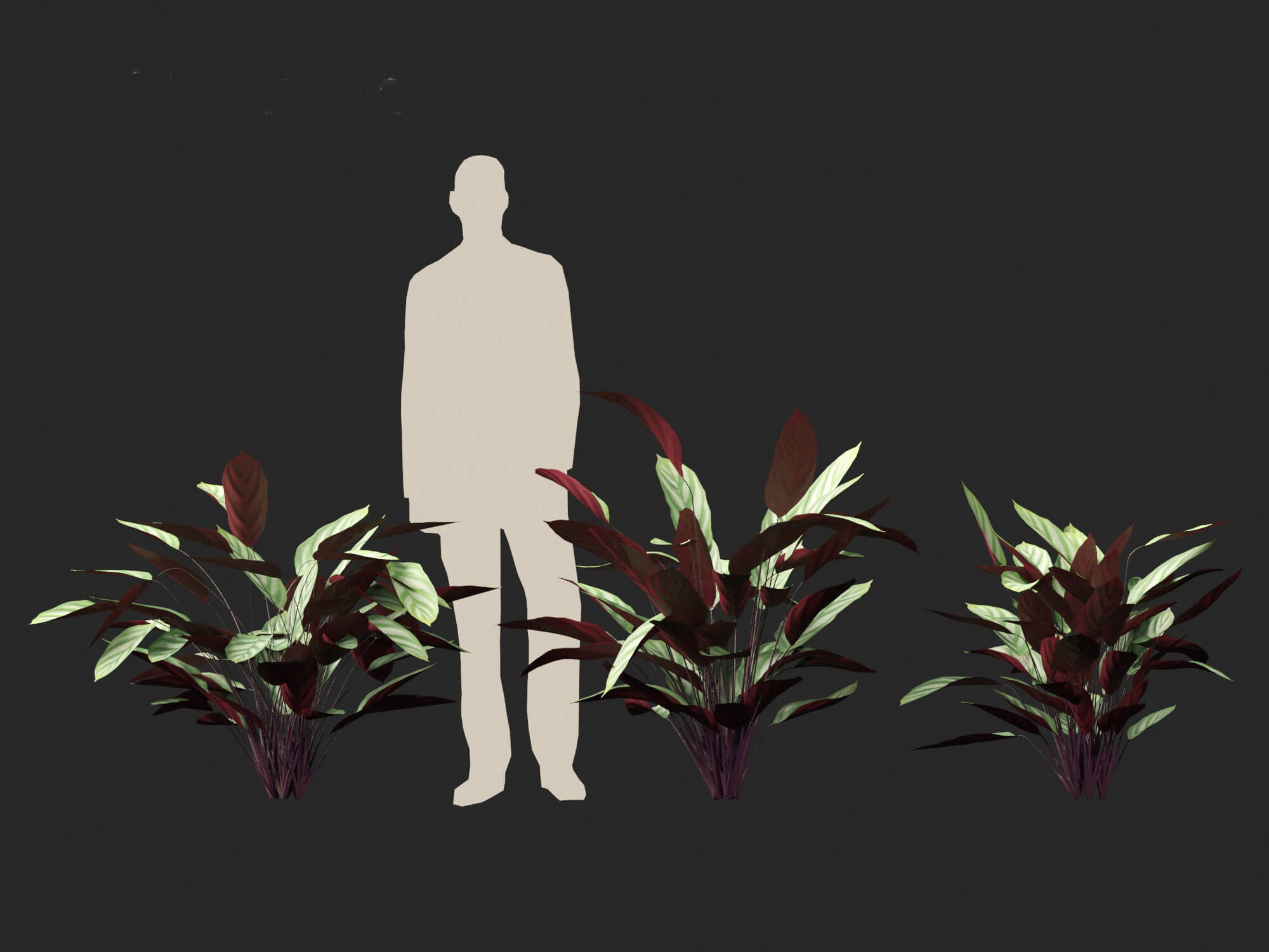 Ctenanthe Setosa - Prayer Plant 3D Model by 3dgardenplants