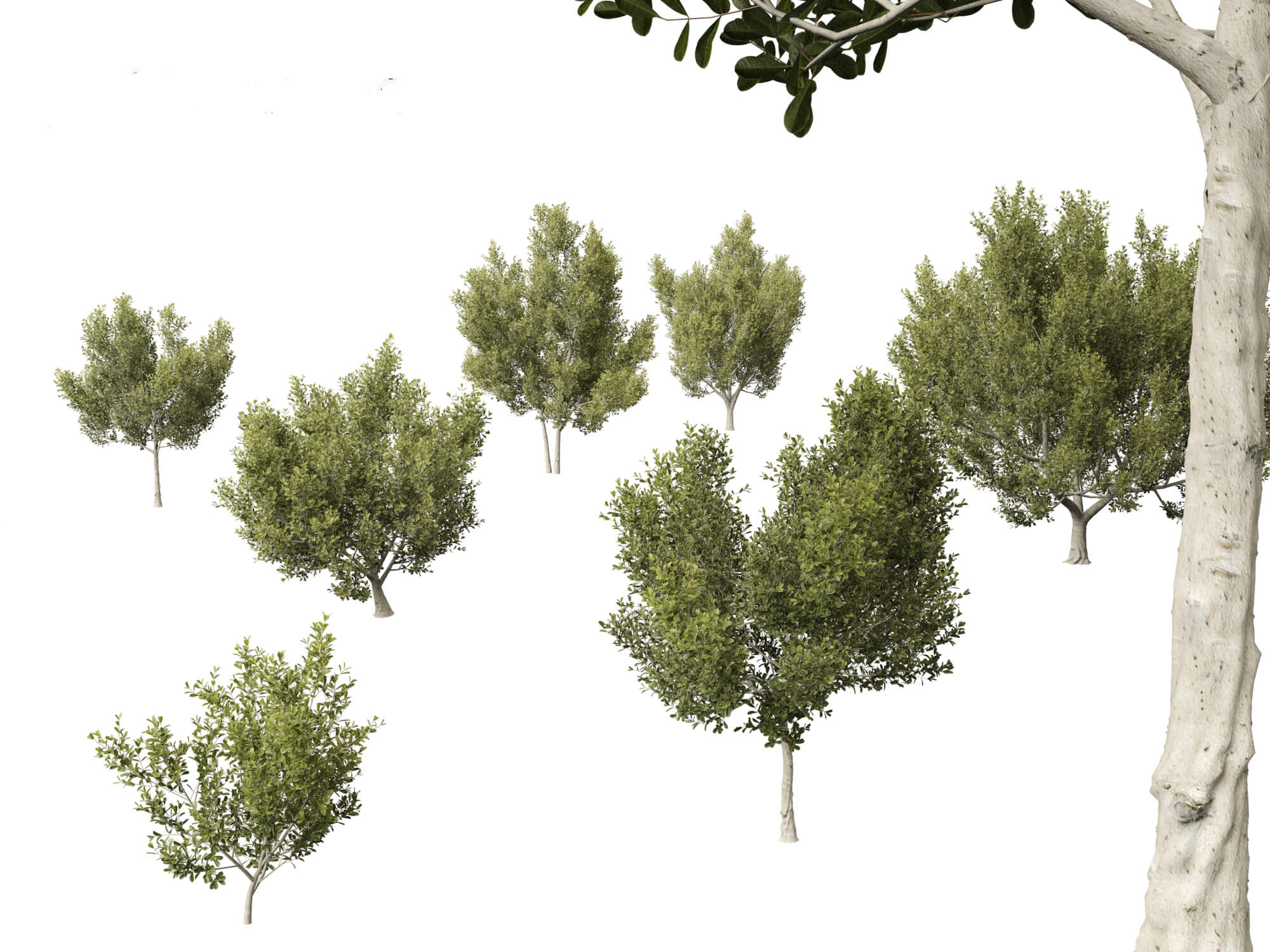 Cupaniopsis Anacardioides - Tuckeroo 3D Model by 3dgardenplants