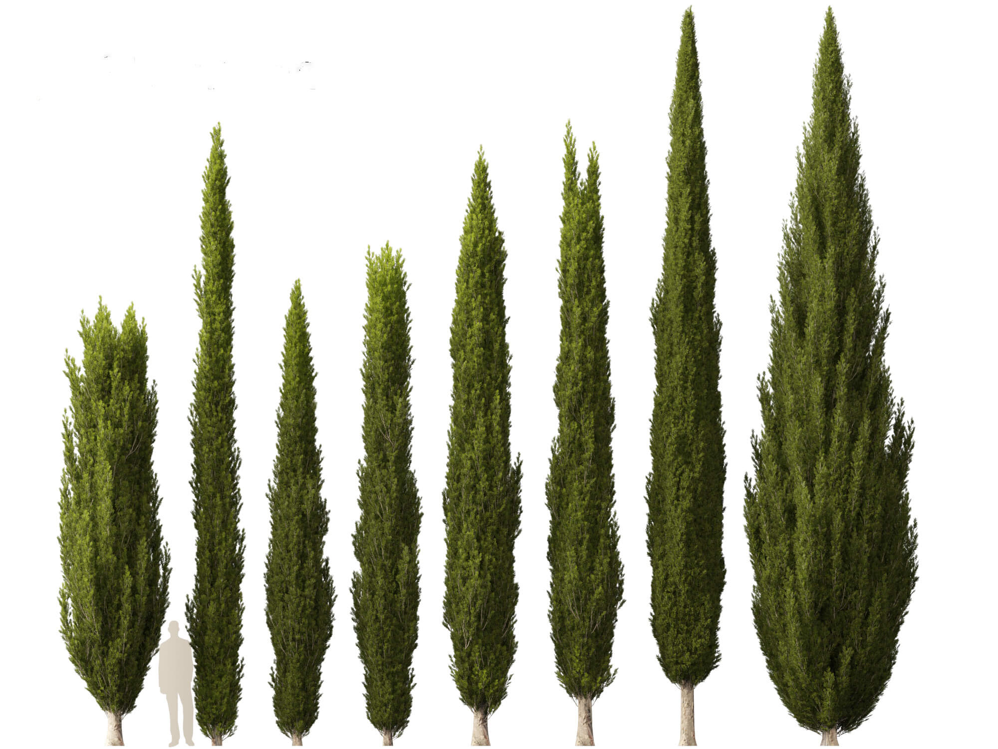 Cupressus Sempervirens - Italian Cypress 3D Model by 3dgardenplants