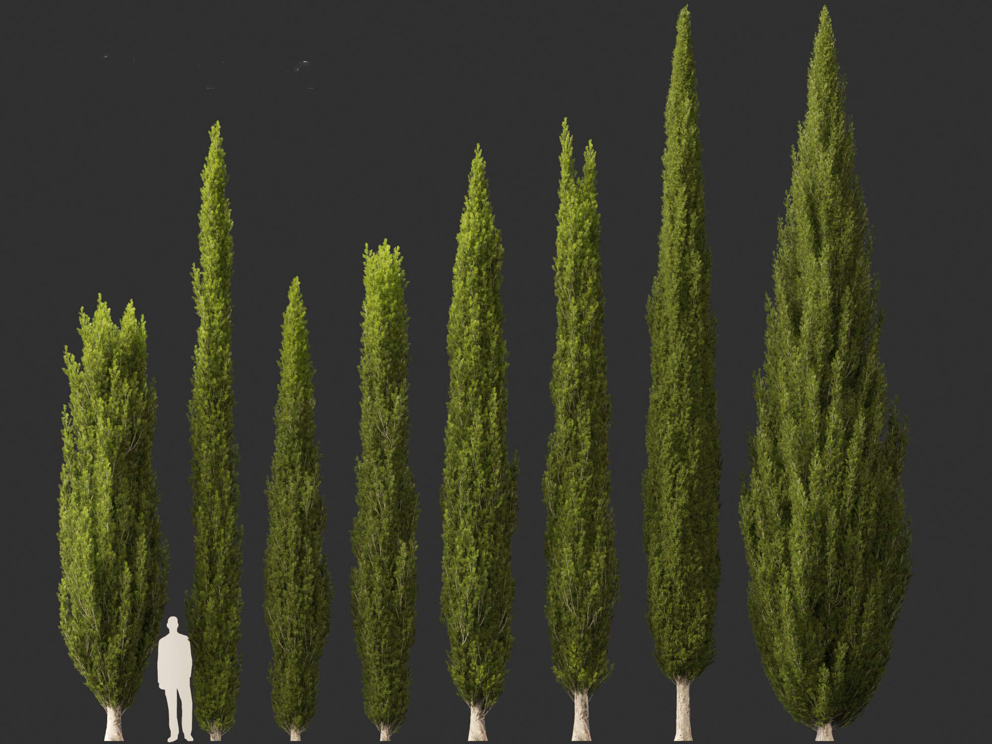 Cupressus Sempervirens - Italian Cypress 3D Model by 3dgardenplants