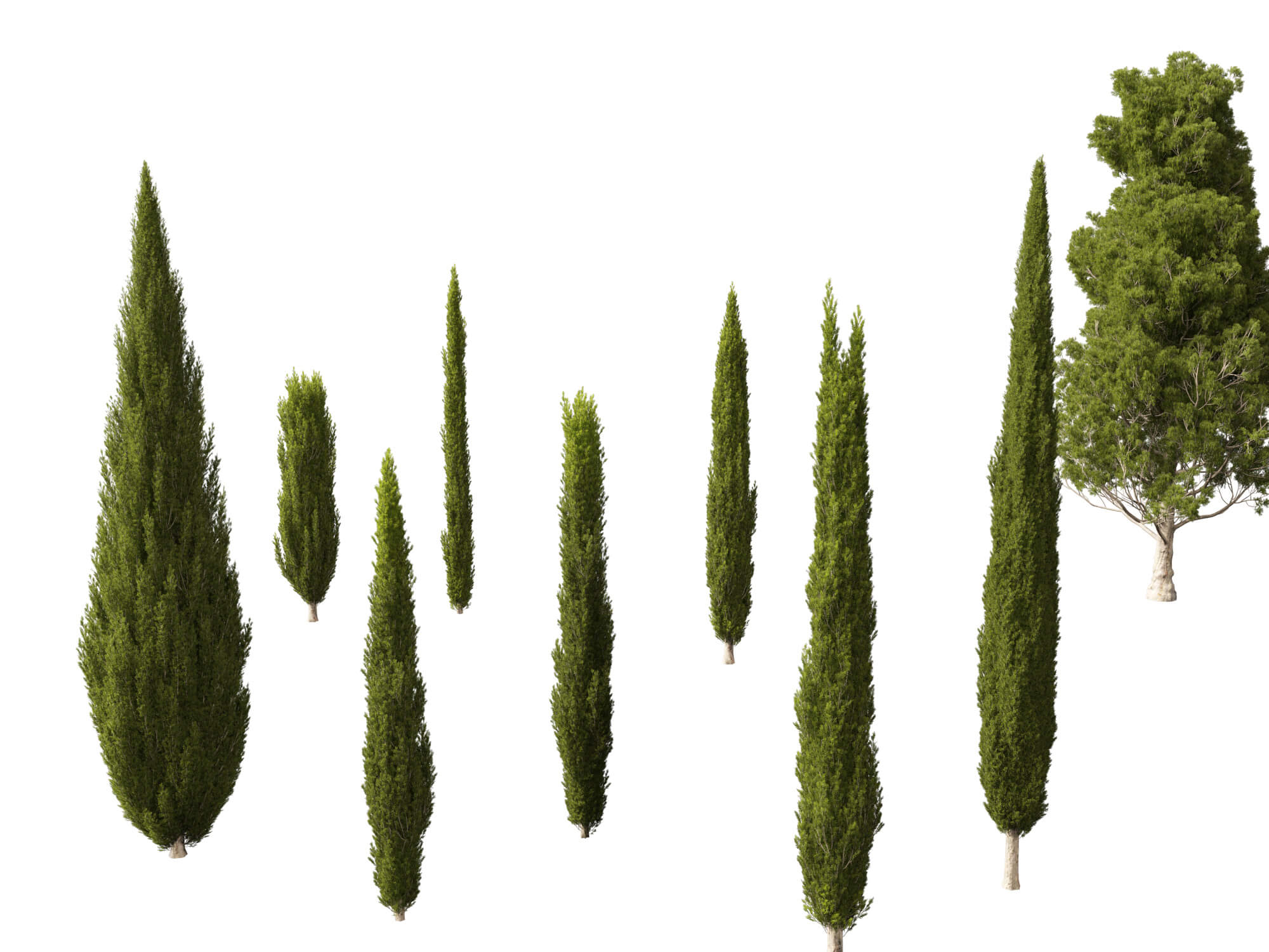 Cupressus Sempervirens - Italian Cypress 3D Model by 3dgardenplants