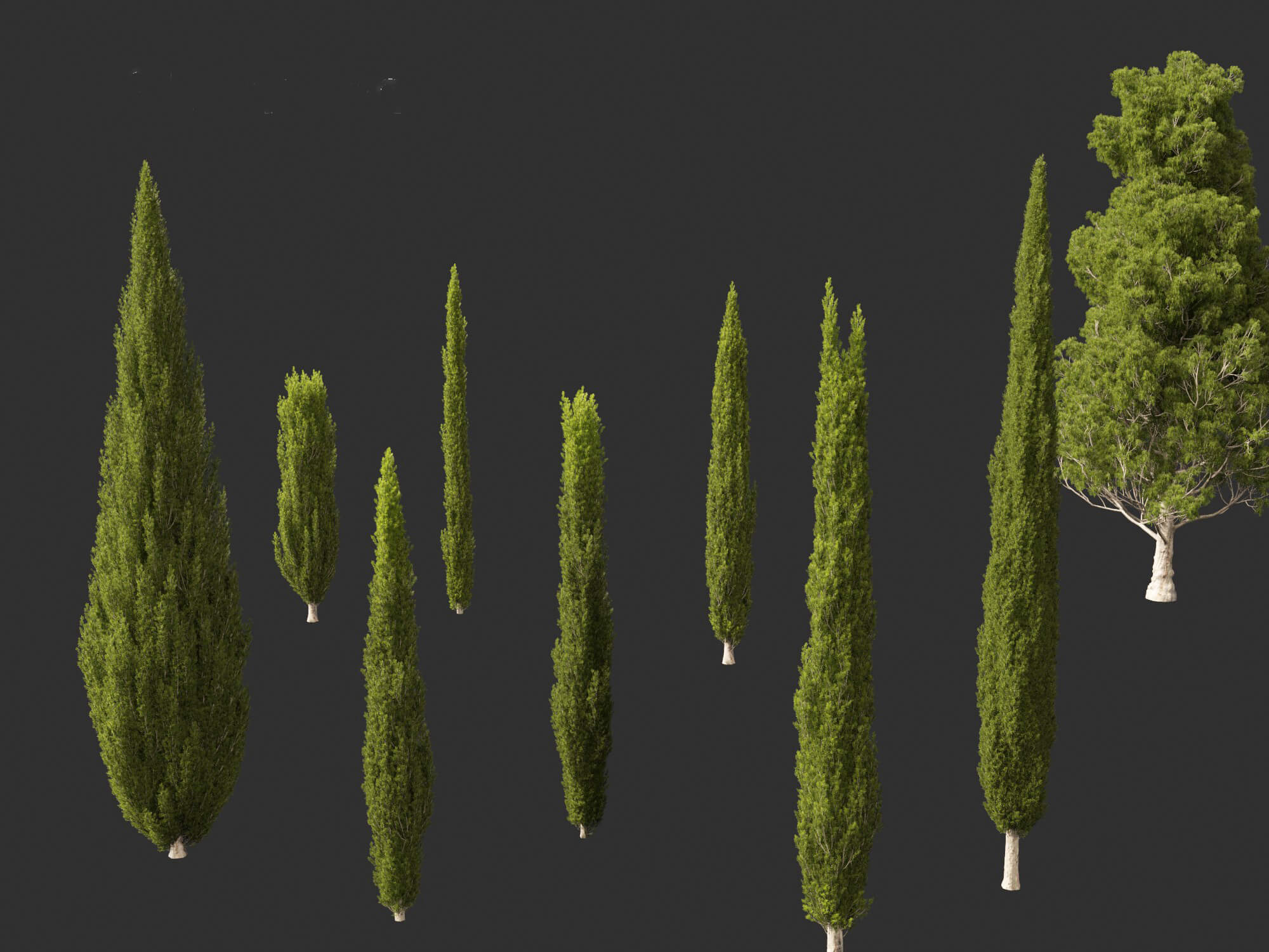 Cupressus Sempervirens - Italian Cypress 3D Model by 3dgardenplants