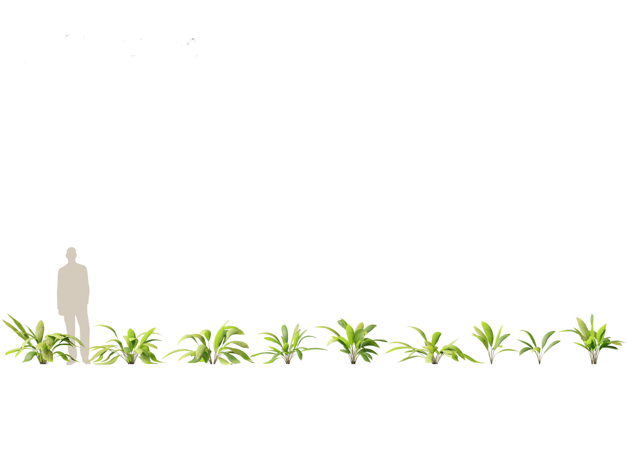 Curculigo Syn Molineria - Lumbah Rimba 3D Model by 3dgardenplants