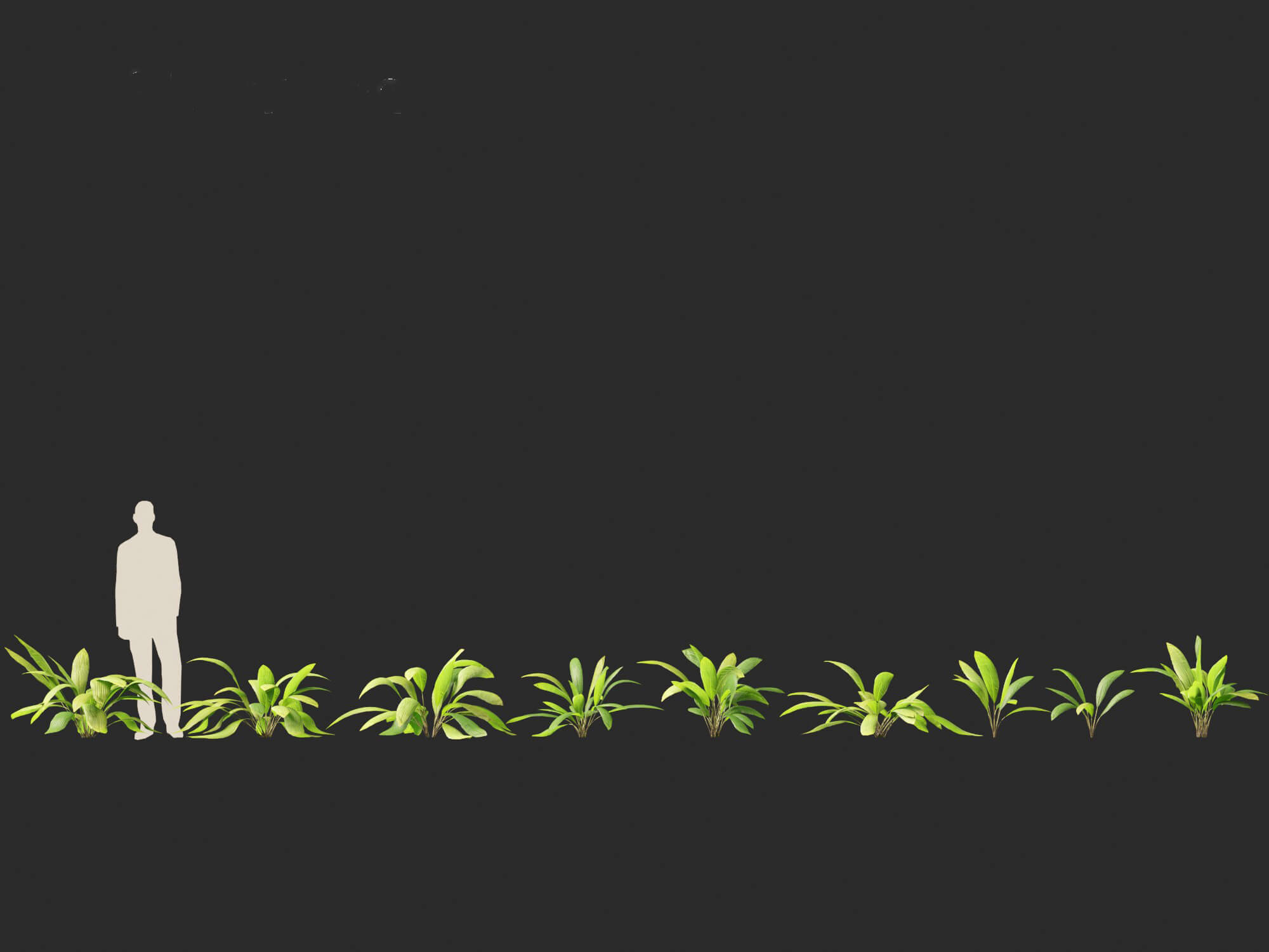 Curculigo Syn Molineria - Lumbah Rimba 3D Model by 3dgardenplants