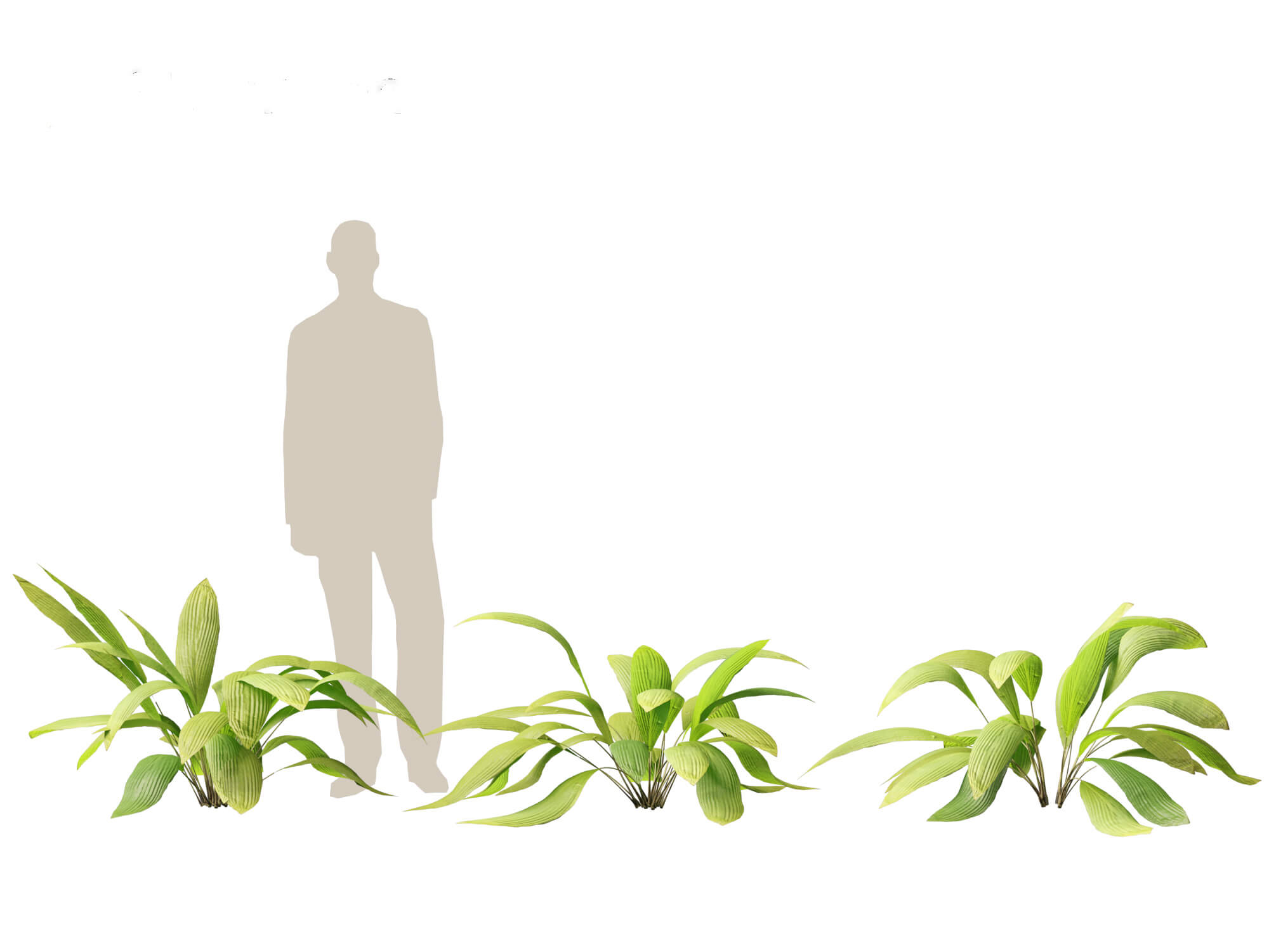 Curculigo Syn Molineria - Lumbah Rimba 3D Model by 3dgardenplants