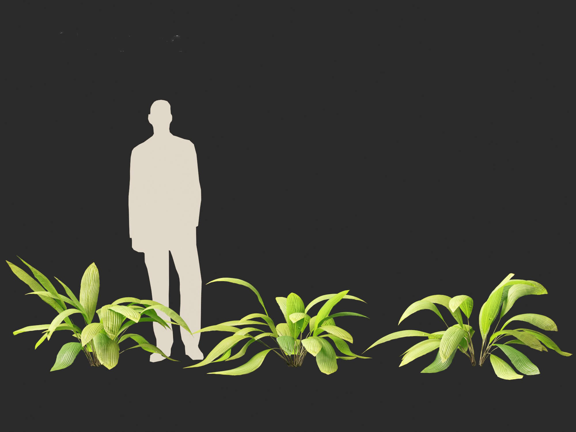 Curculigo Syn Molineria - Lumbah Rimba 3D Model by 3dgardenplants