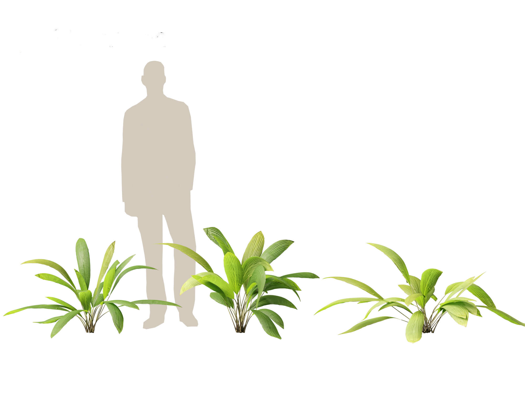 Curculigo Syn Molineria - Lumbah Rimba 3D Model by 3dgardenplants