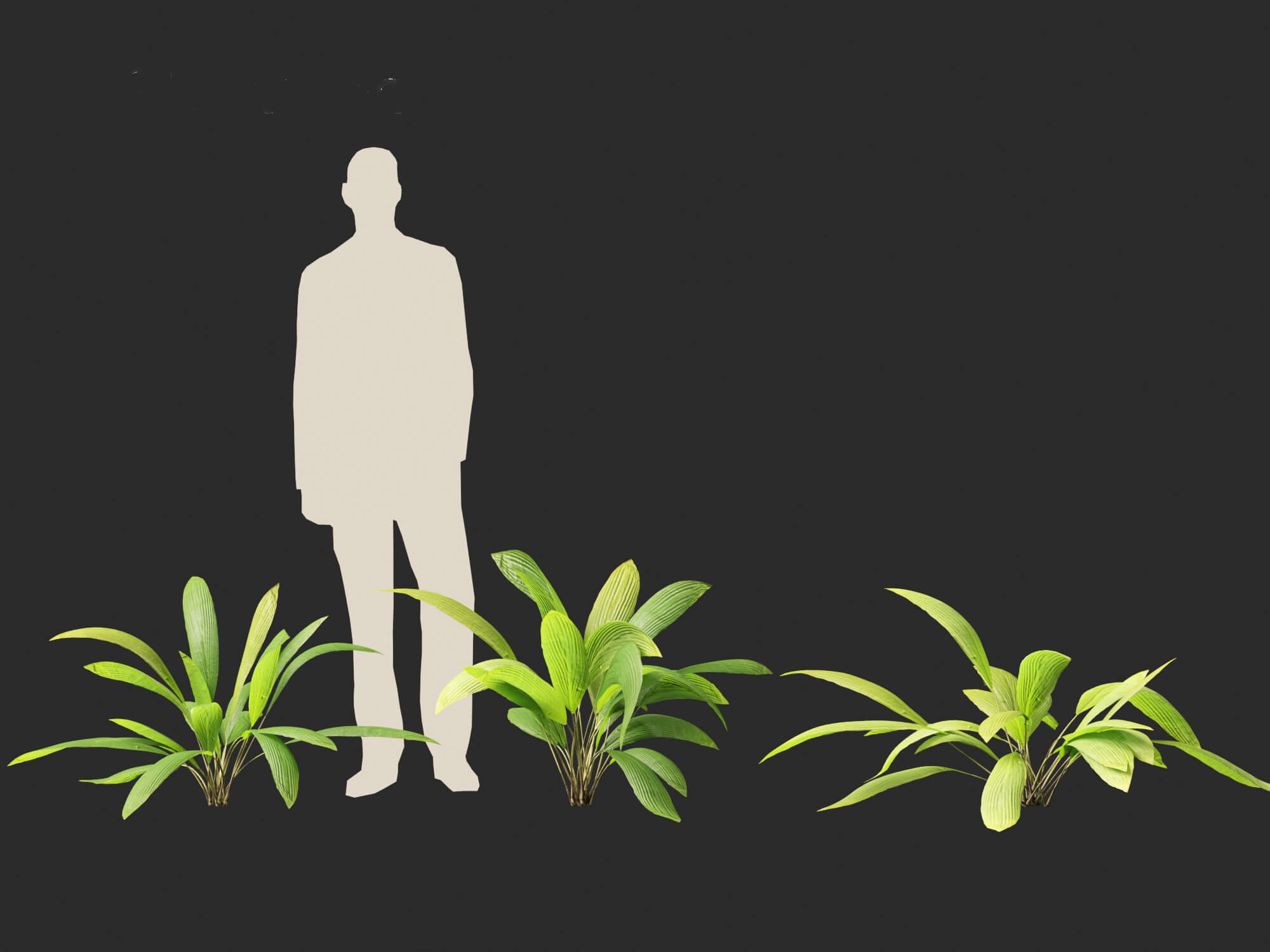 Curculigo Syn Molineria - Lumbah Rimba 3D Model by 3dgardenplants