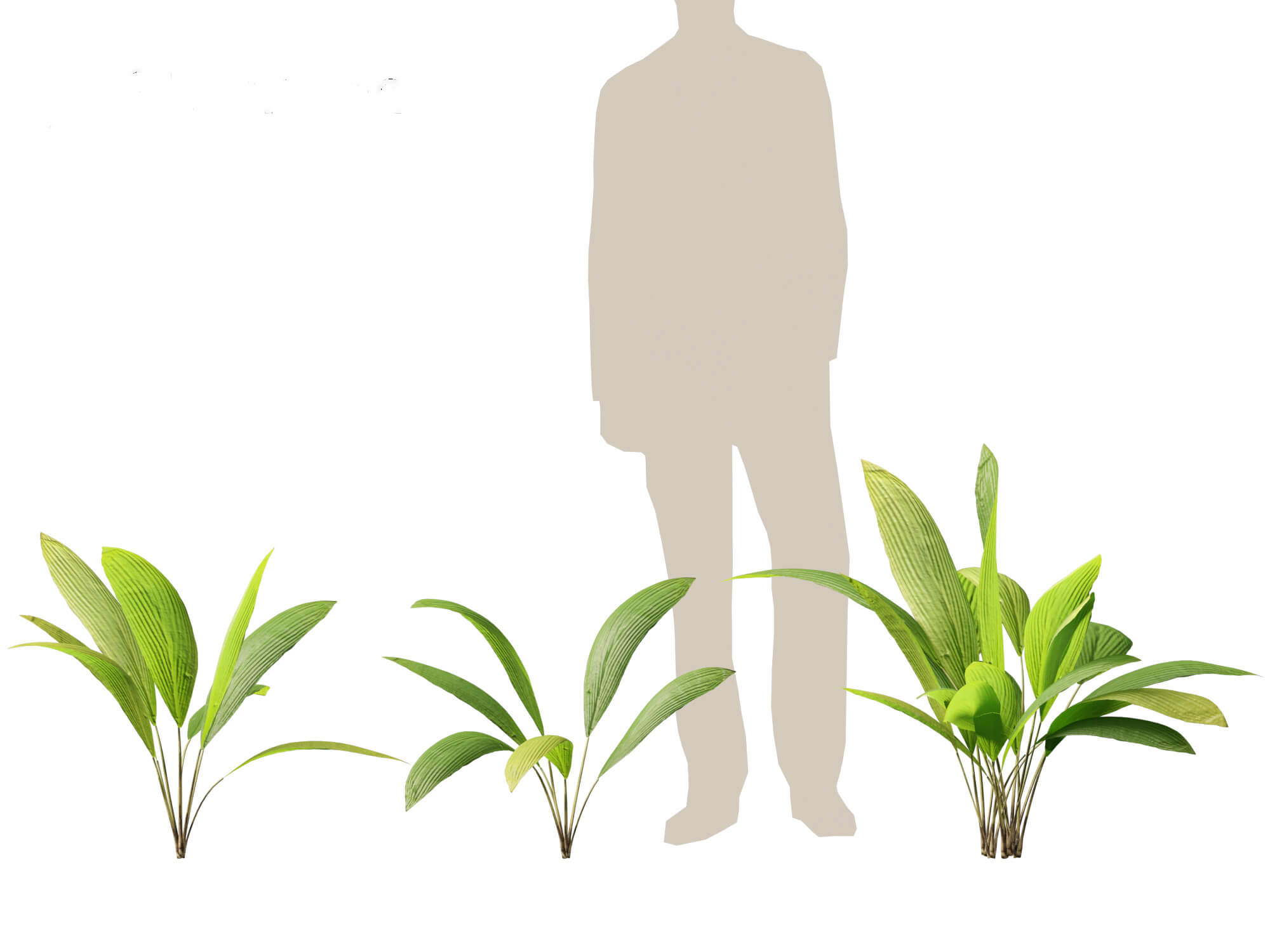 Curculigo Syn Molineria - Lumbah Rimba 3D Model by 3dgardenplants