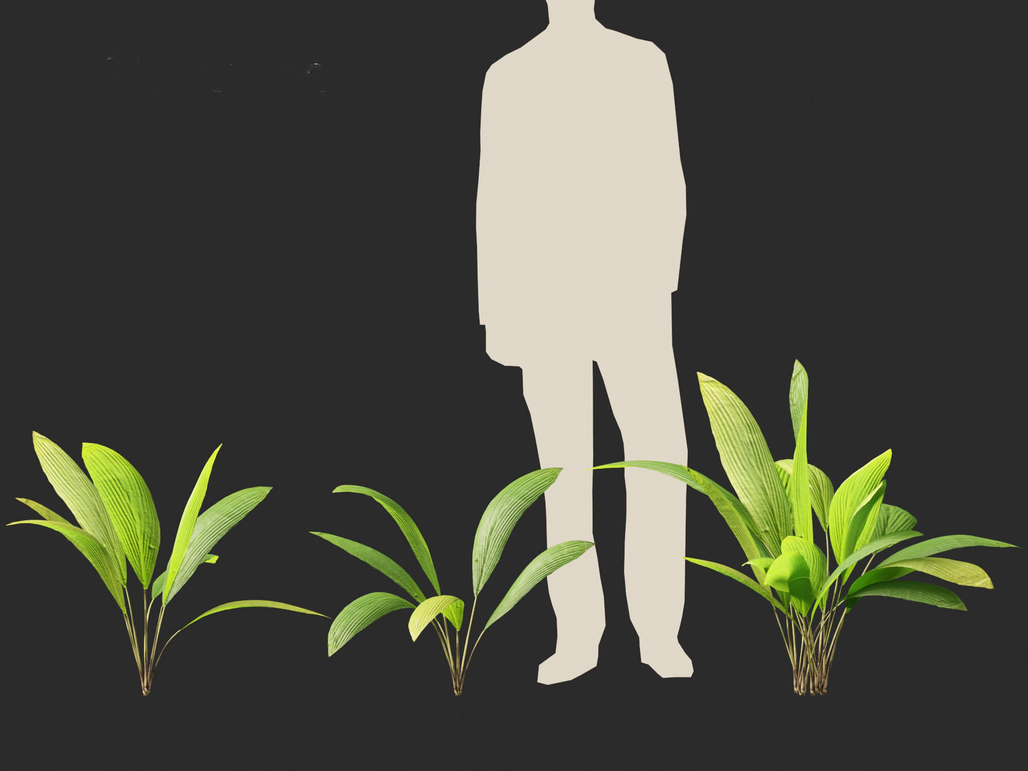 Curculigo Syn Molineria - Lumbah Rimba 3D Model by 3dgardenplants