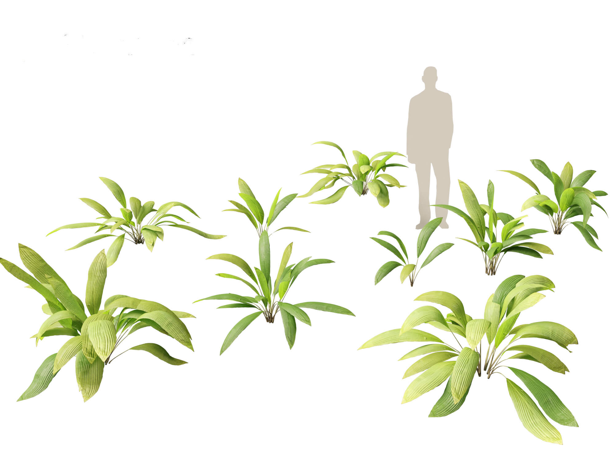 Curculigo Syn Molineria - Lumbah Rimba 3D Model by 3dgardenplants